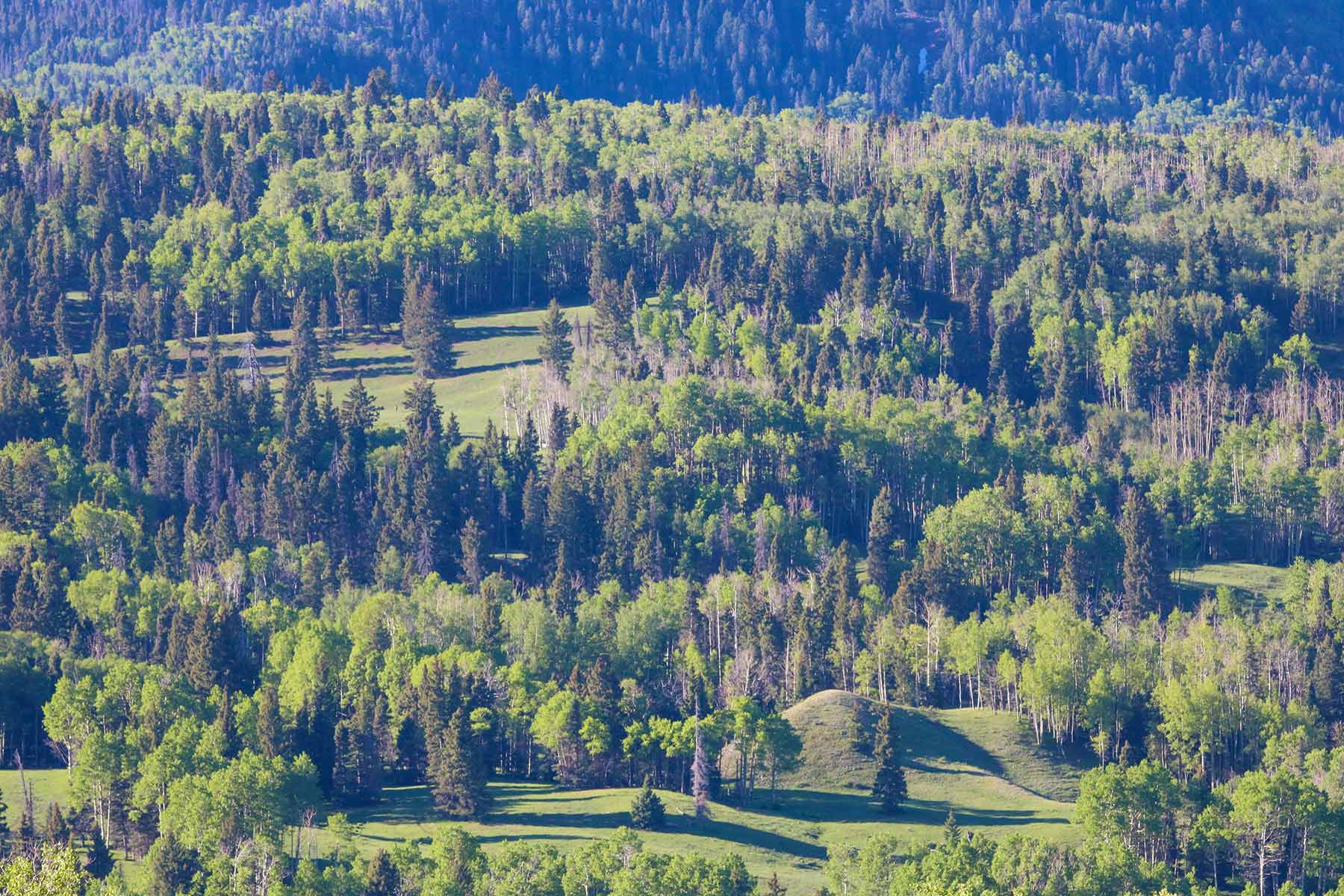 High Timber Ranch - Sold - New Mexico - Hall and Hall