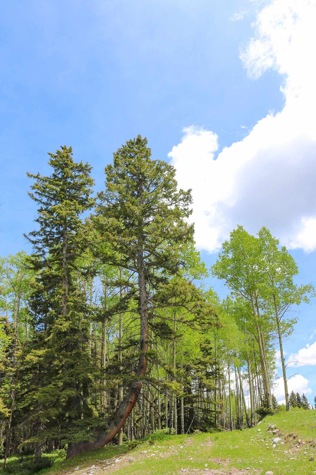 High Timber Ranch - Sold - New Mexico - Hall and Hall