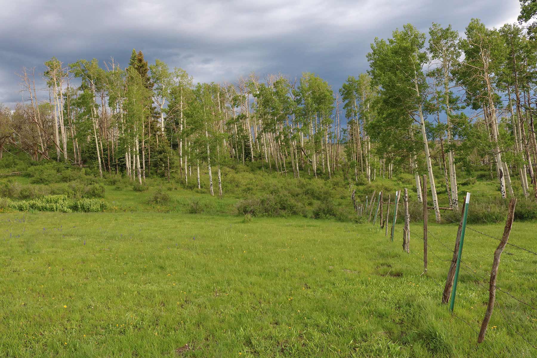 High Timber Ranch - Sold - New Mexico - Hall and Hall