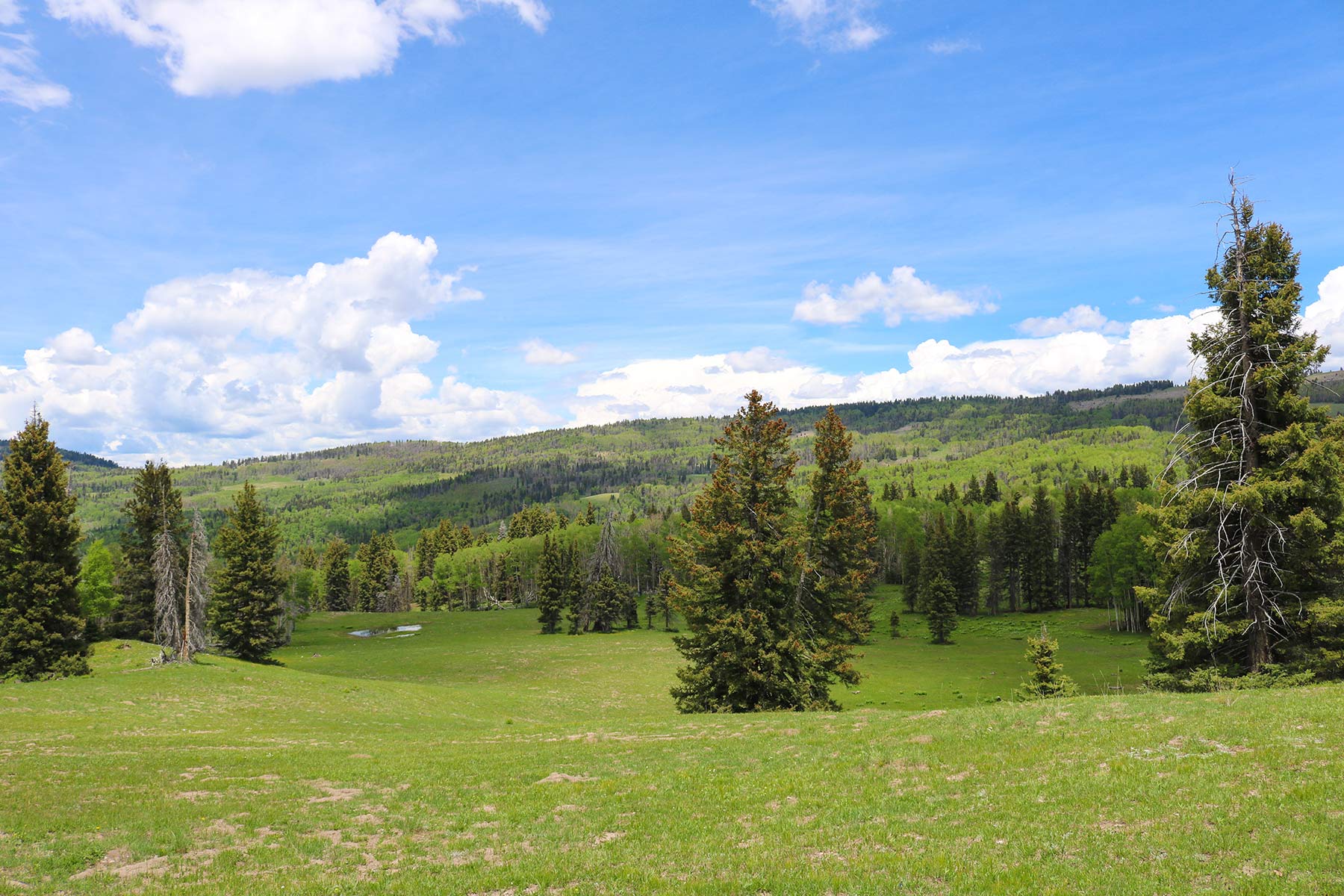High Timber Ranch - Sold - New Mexico - Hall and Hall