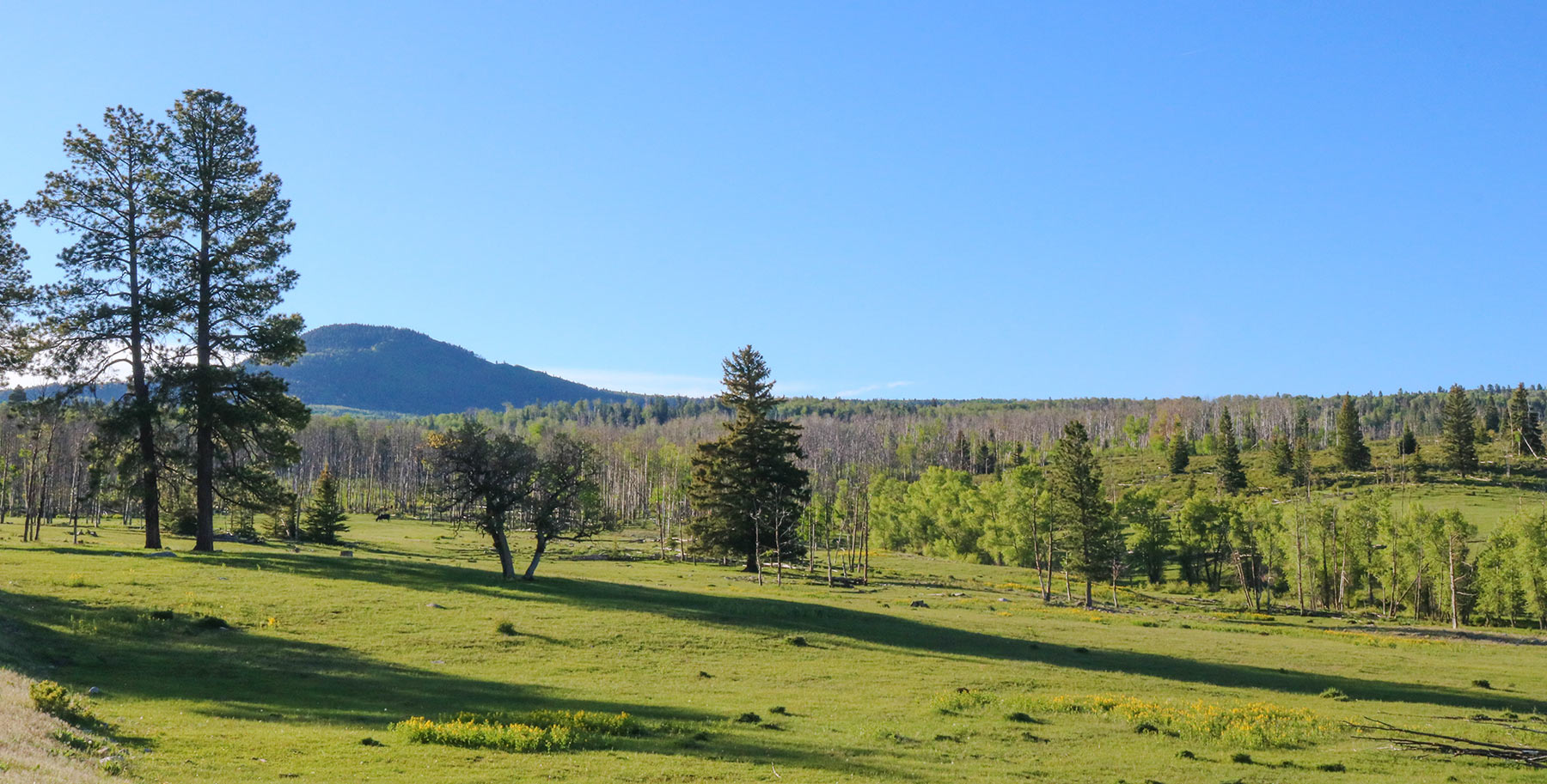 High Timber Ranch - Sold - New Mexico - Hall and Hall