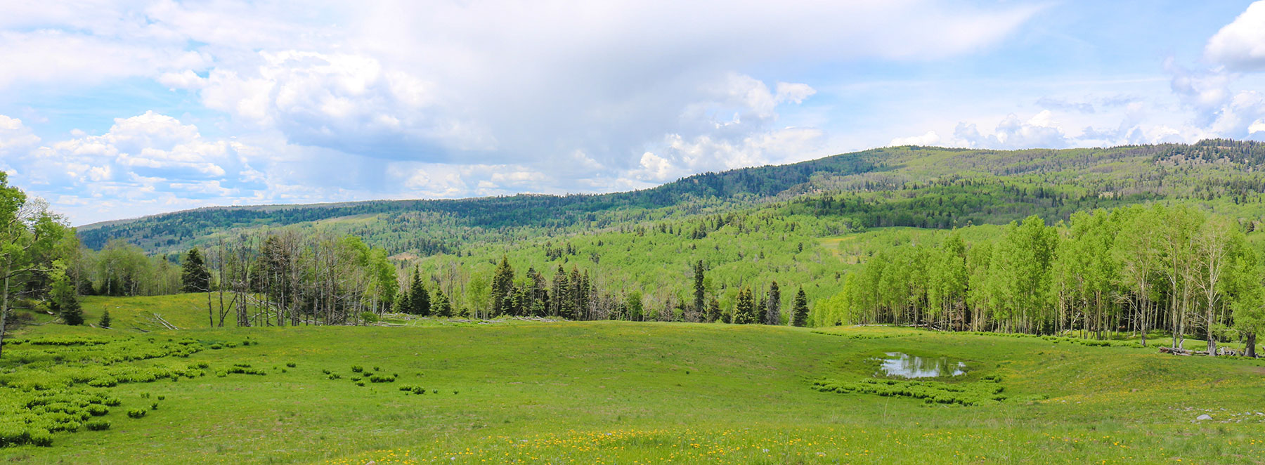 High Timber Ranch - Sold - New Mexico - Hall and Hall
