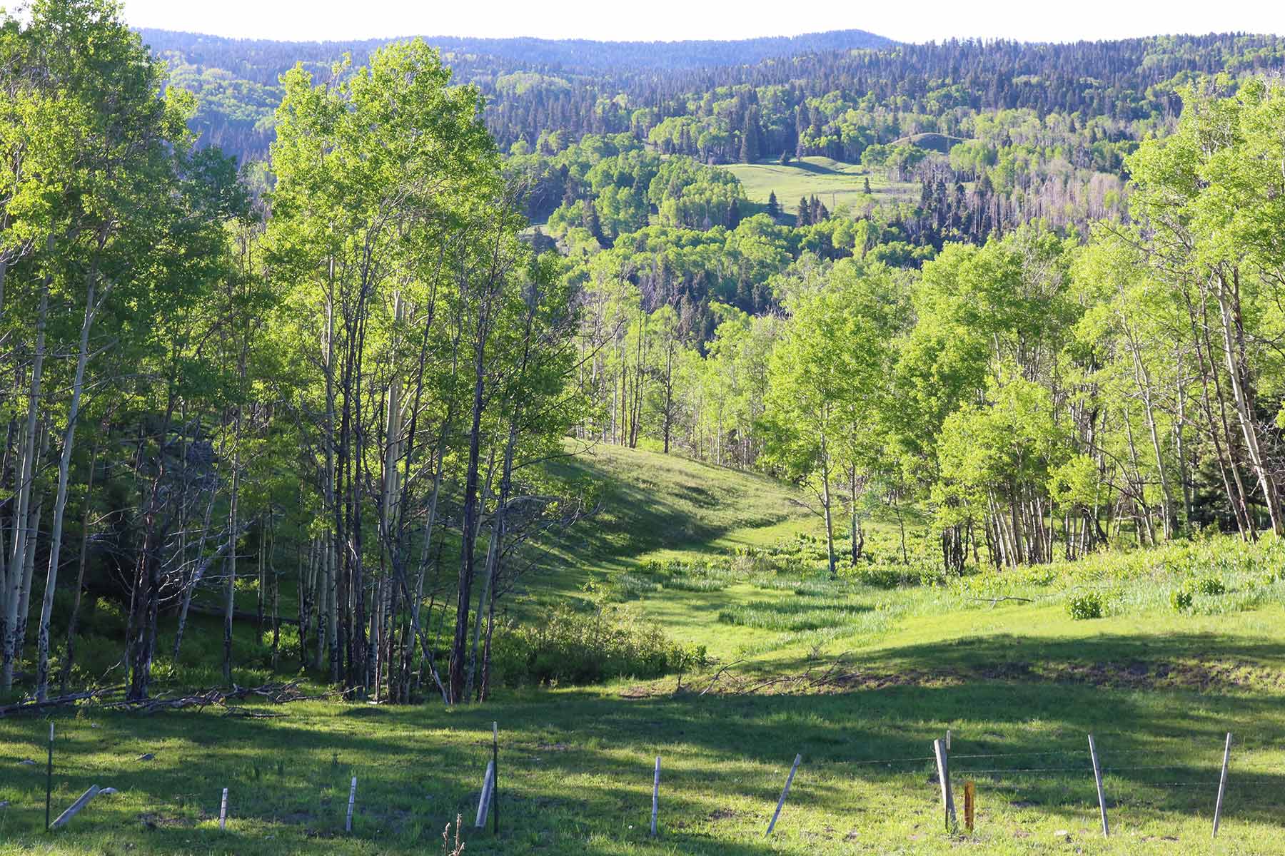 High Timber Ranch - Sold - New Mexico - Hall and Hall