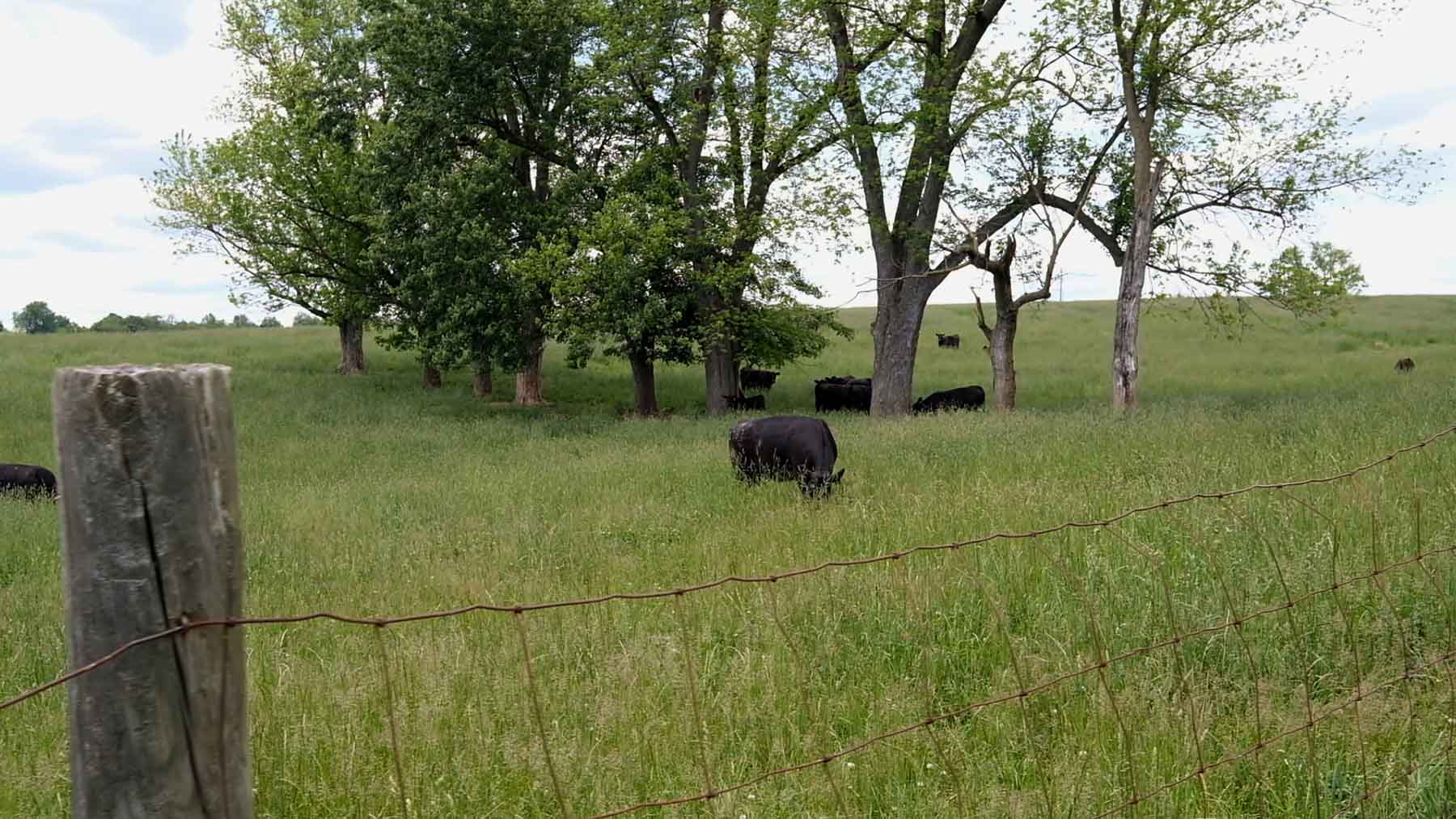 Woodside Farms - Past Auction - Virginia - Hall and Hall