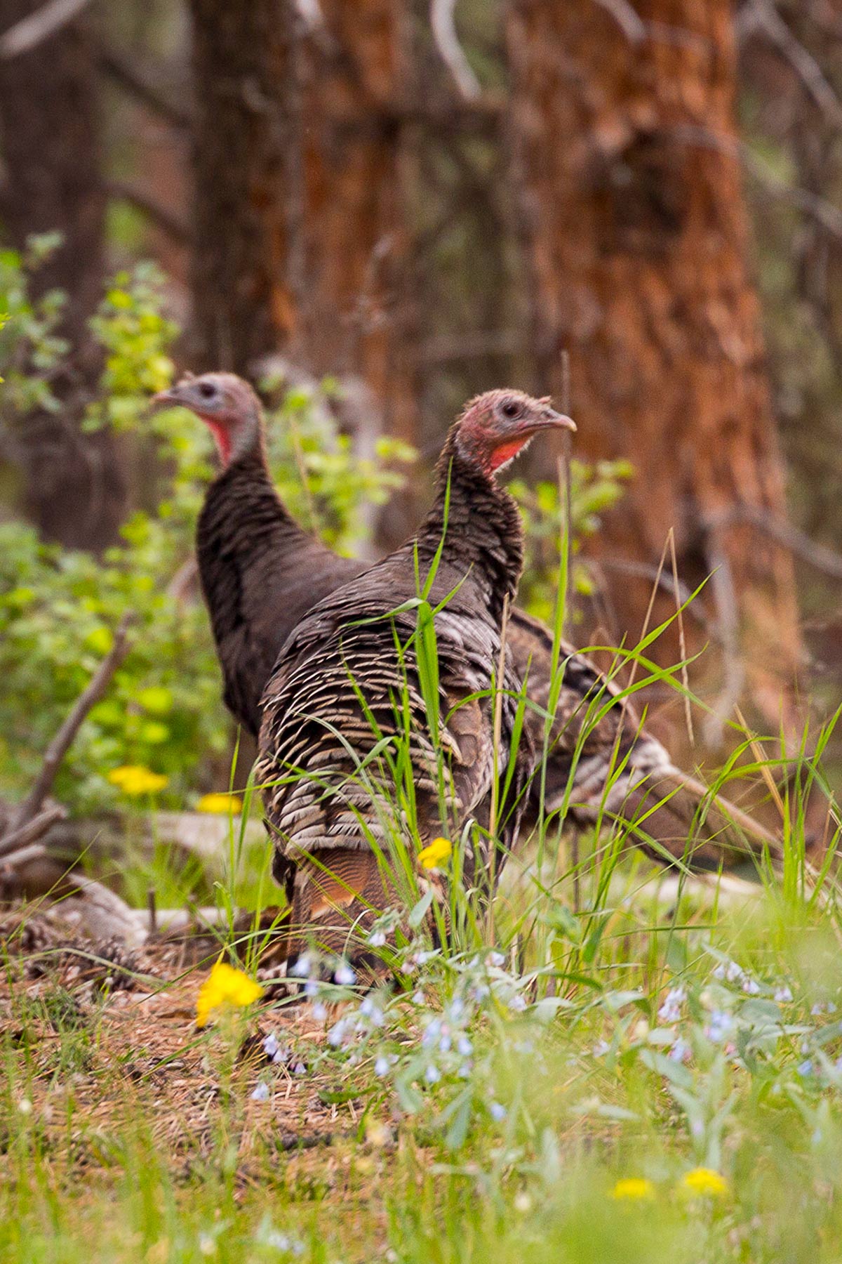 Saddle Notch Ranch - Sold - Colorado - Hall and Hall