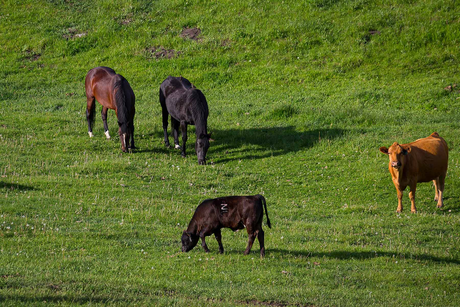 Saddle Notch Ranch - Sold - Colorado - Hall and Hall