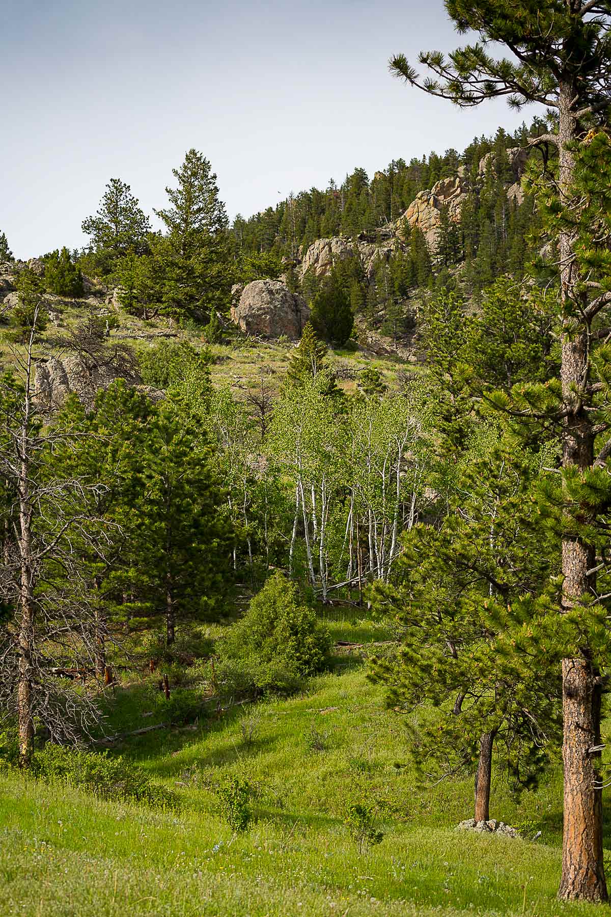 Saddle Notch Ranch - Sold - Colorado - Hall and Hall