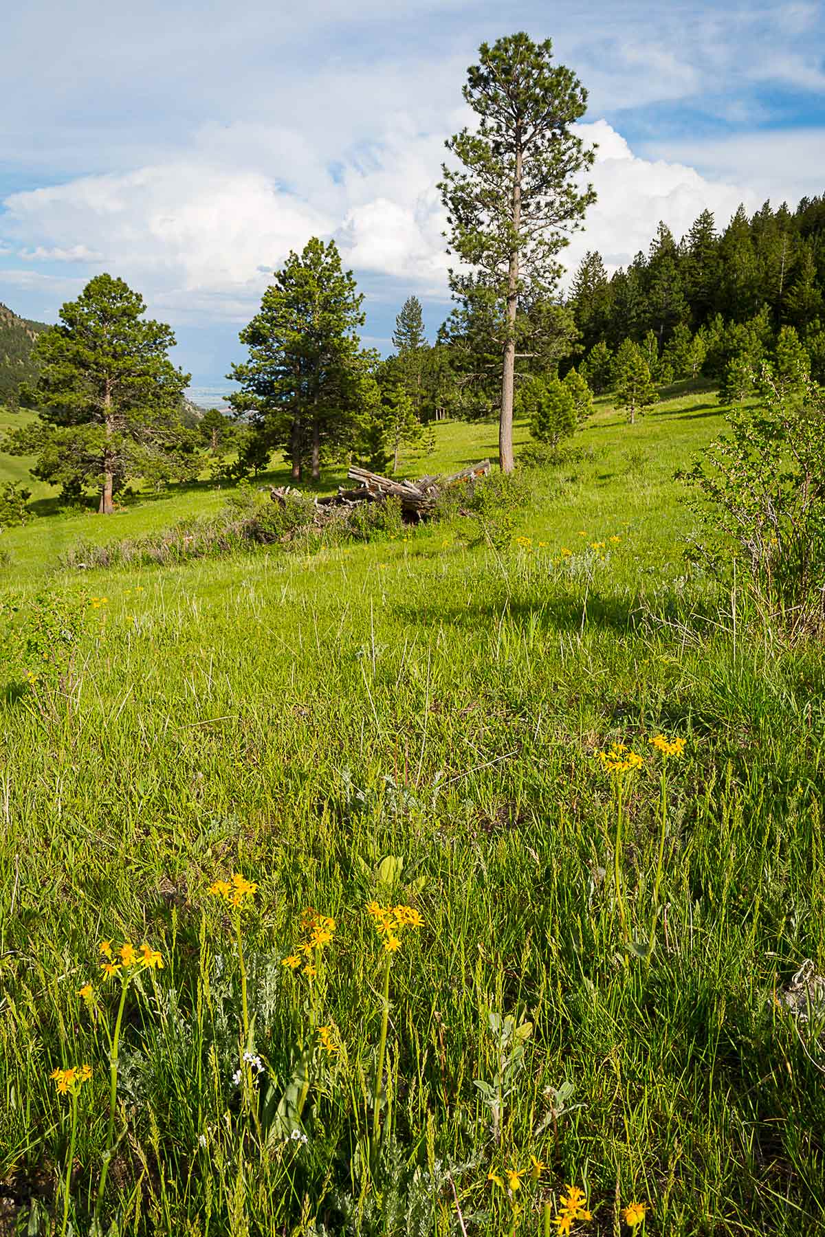 Saddle Notch Ranch - Sold - Colorado - Hall and Hall