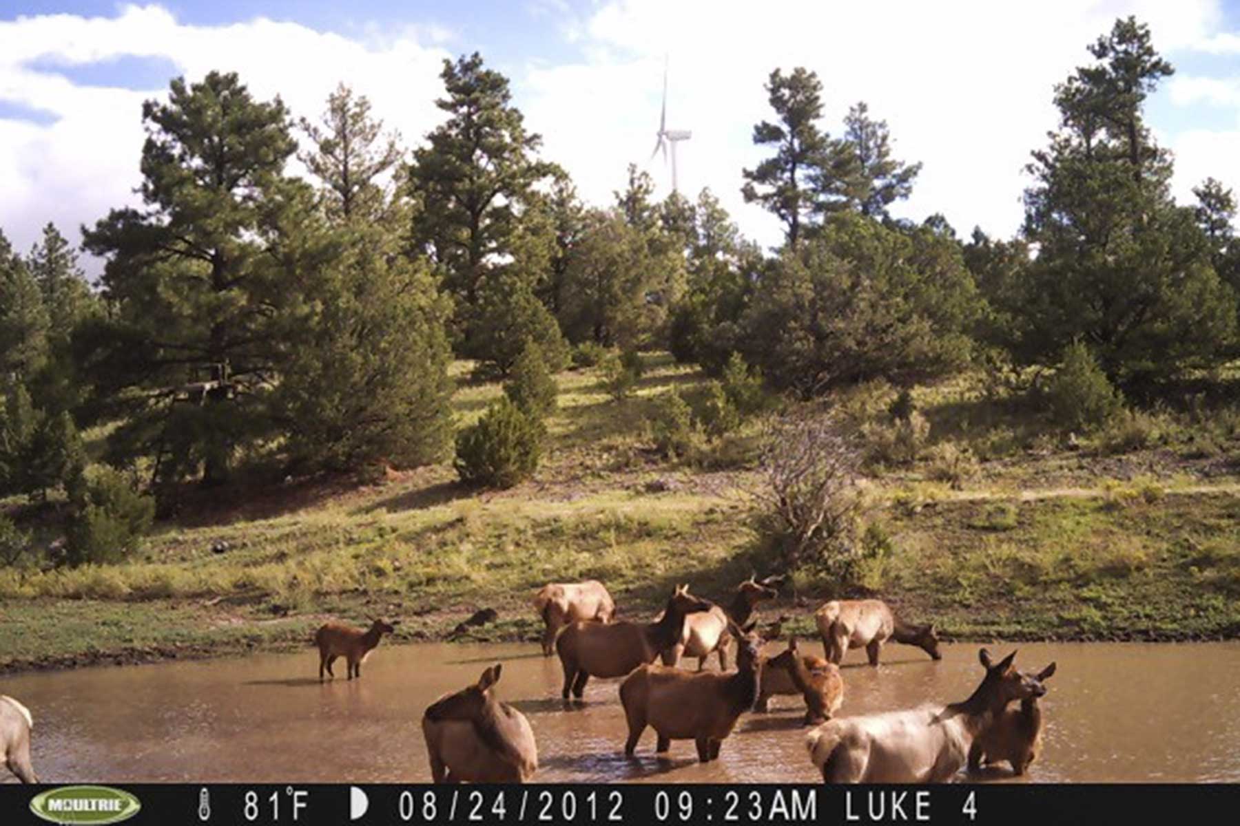 Lobo Ranch - Sold - New Mexico - Hall and Hall
