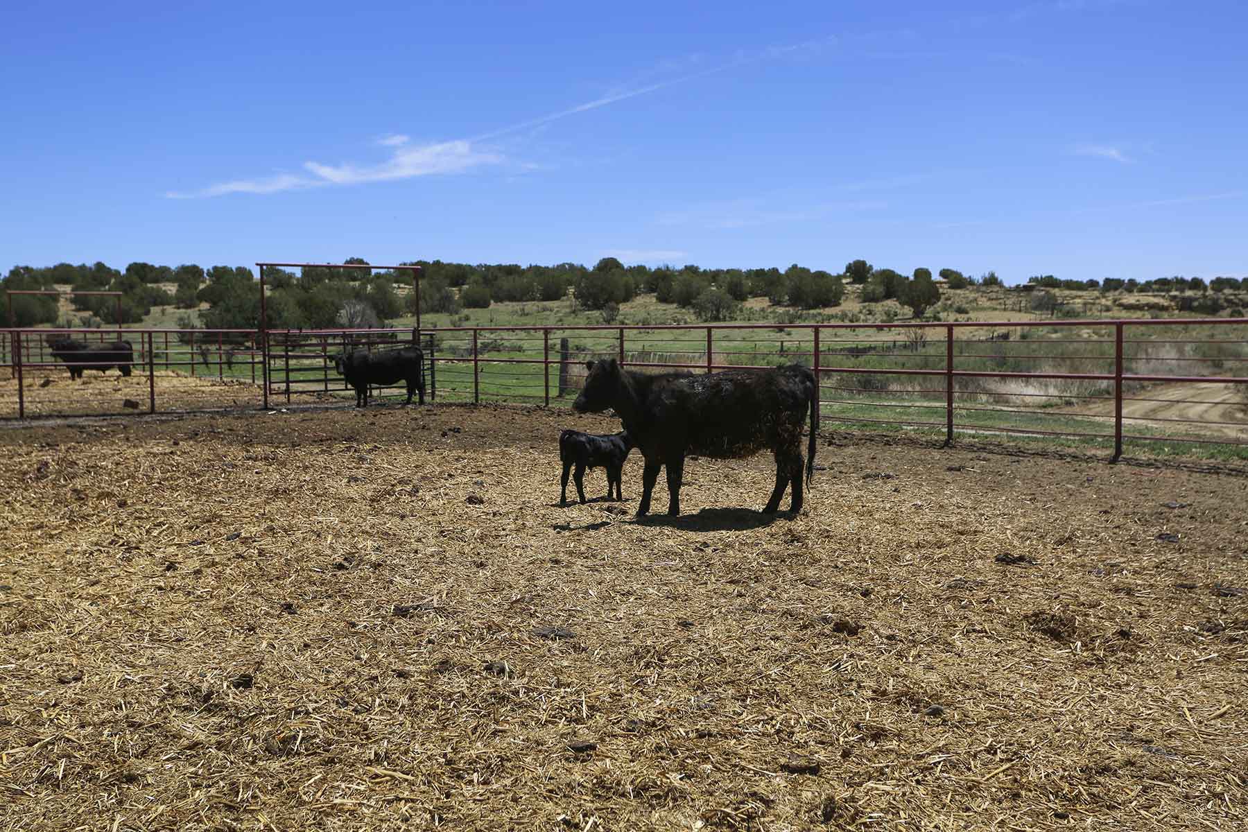 Lobo Ranch - Sold - New Mexico - Hall and Hall