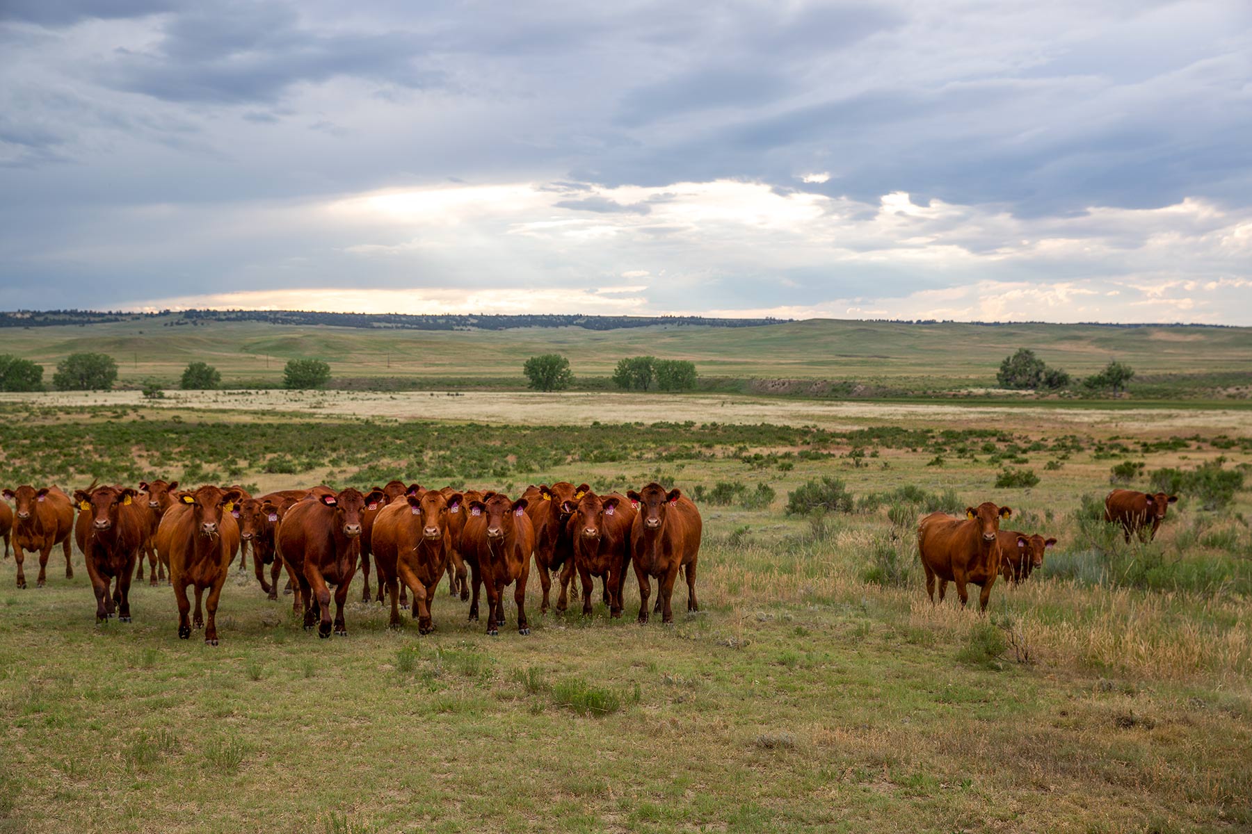 South Comanche Ranch - Hall and Hall