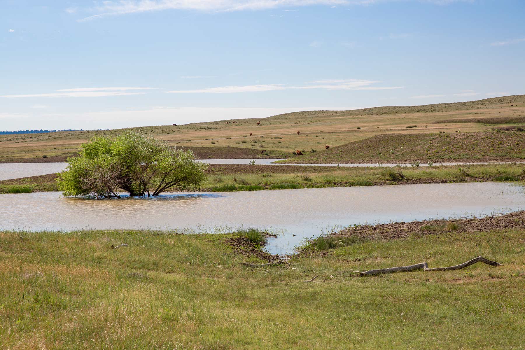 South Comanche Ranch - Hall and Hall