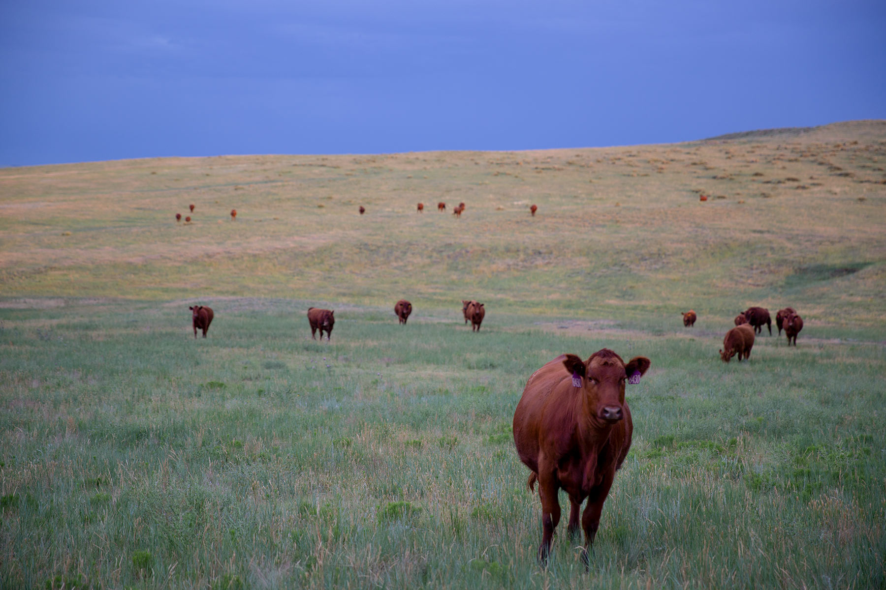 South Comanche Ranch - Hall and Hall