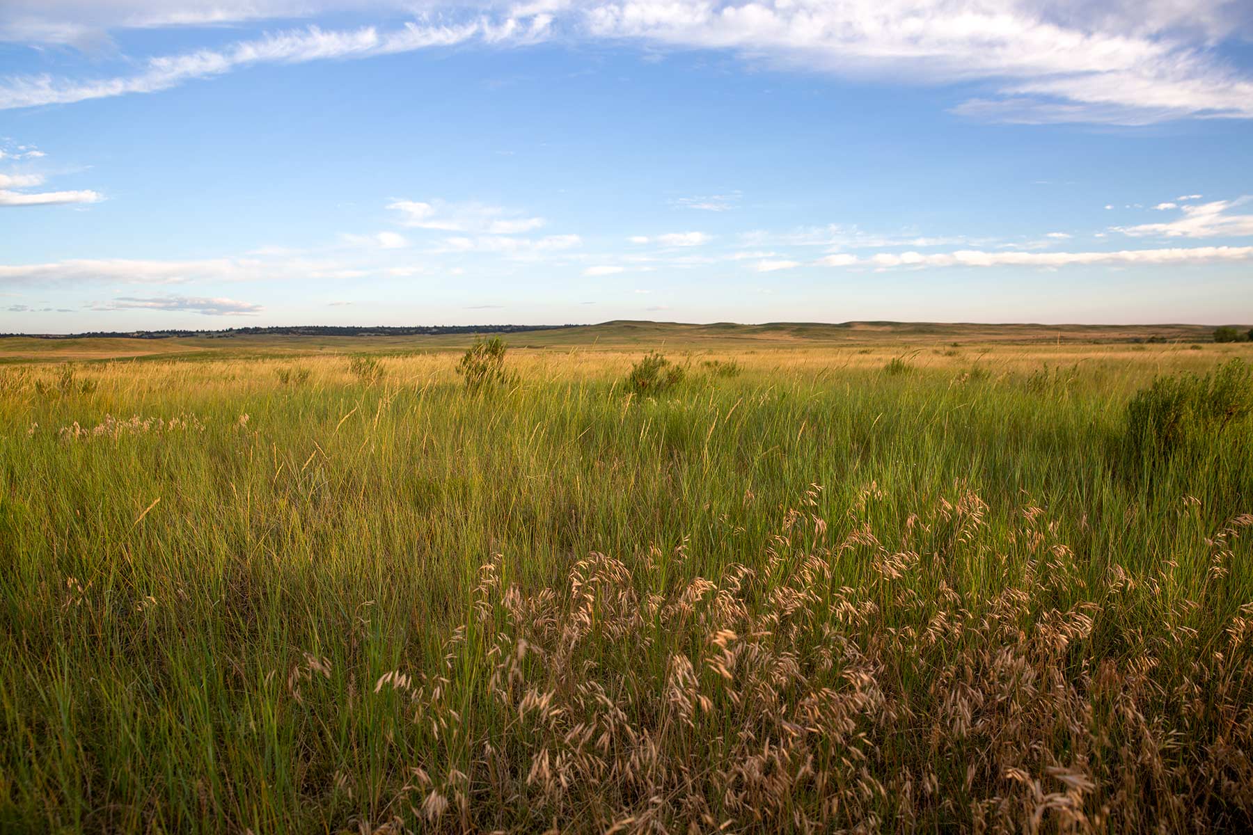 South Comanche Ranch - Hall and Hall