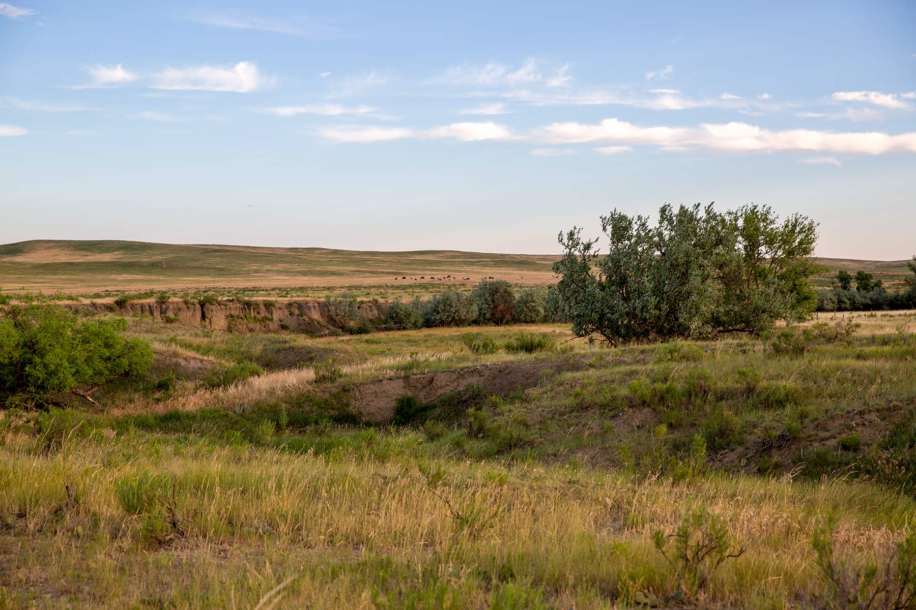 South Comanche Ranch - Hall and Hall
