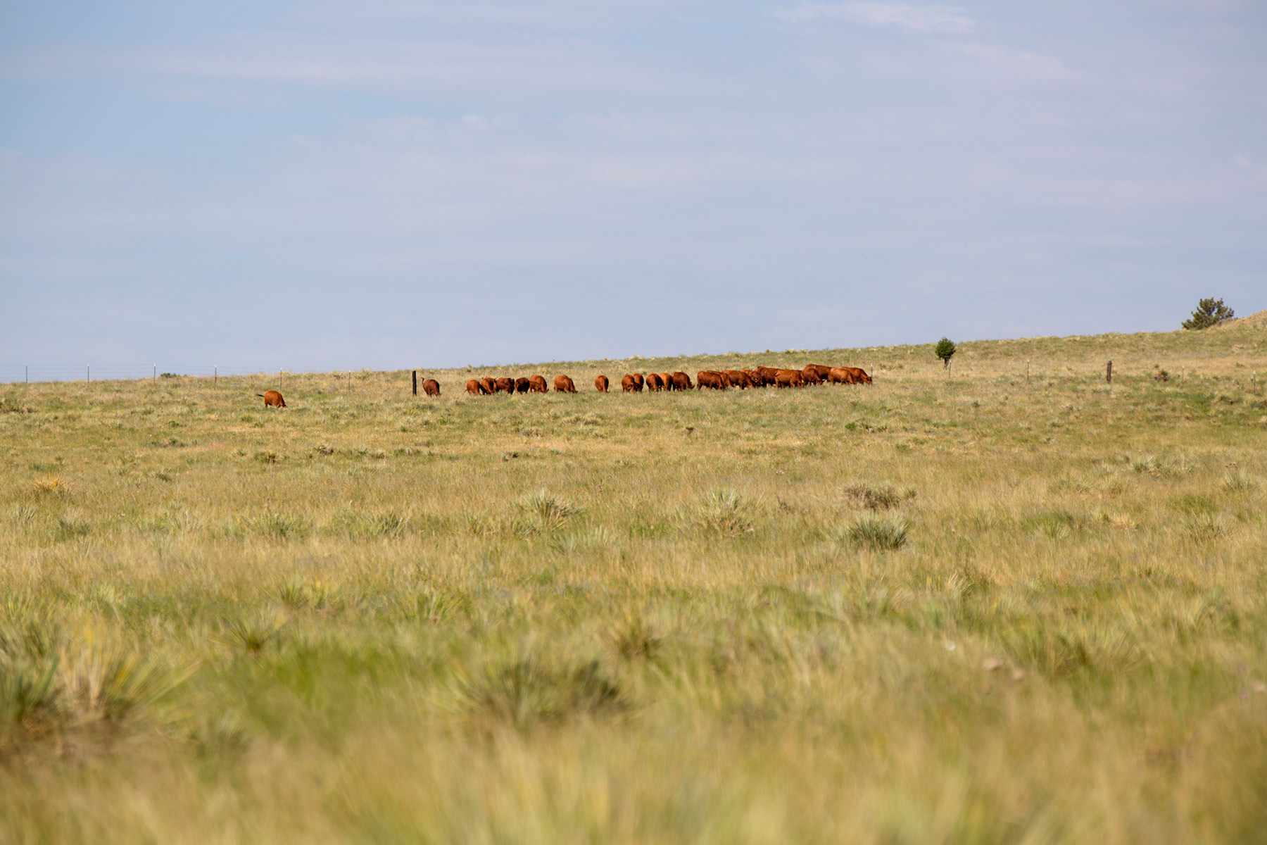 South Comanche Ranch - Hall and Hall