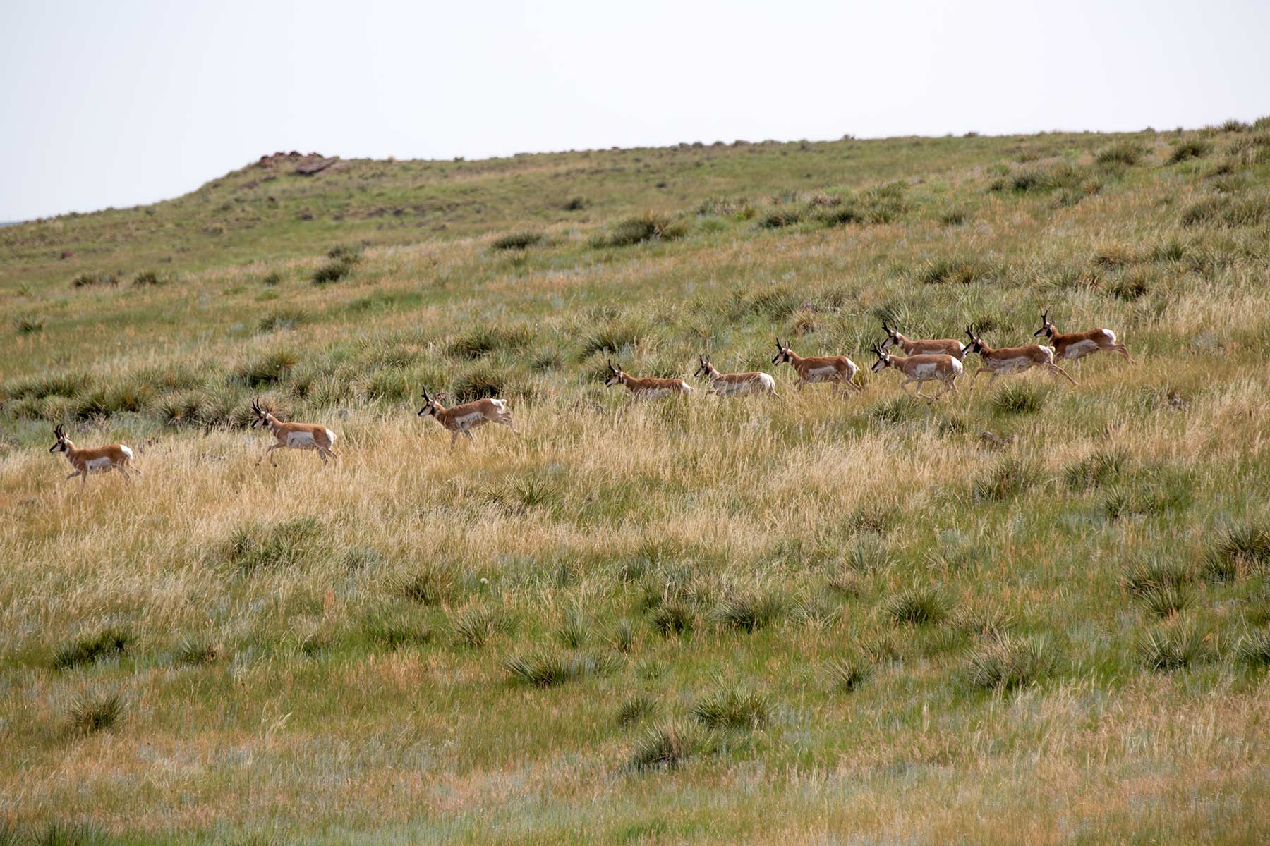 South Comanche Ranch - Hall and Hall