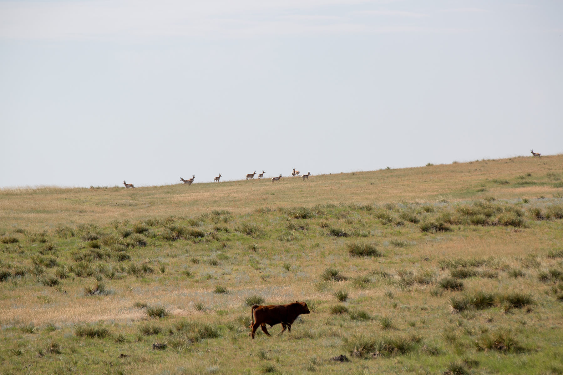 South Comanche Ranch - Hall and Hall