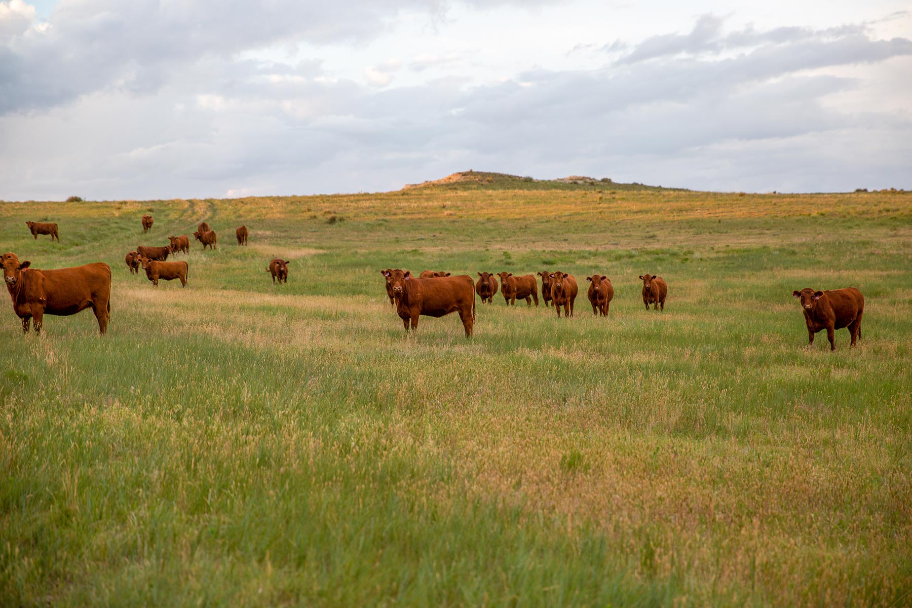 South Comanche Ranch - Sold - Colorado - Hall and Hall
