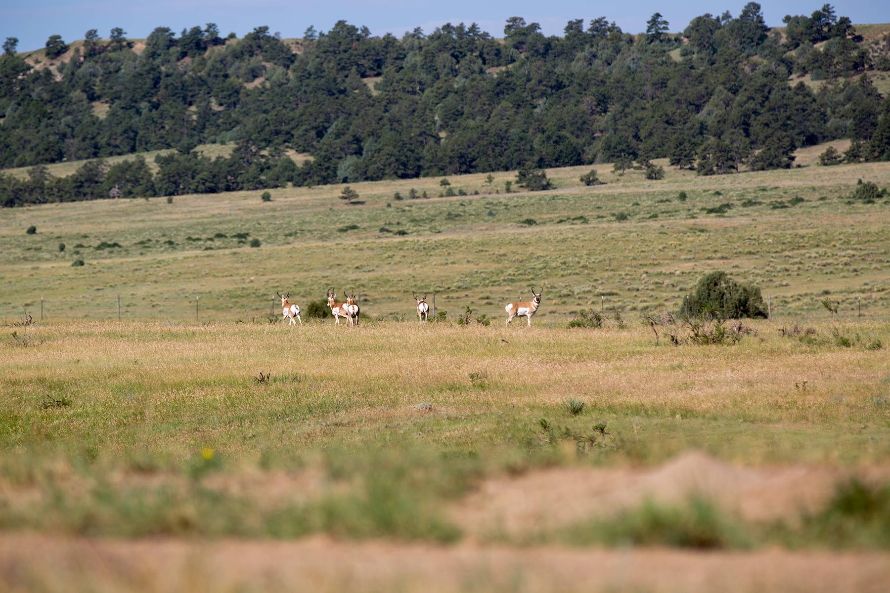 South Comanche Ranch - Hall and Hall