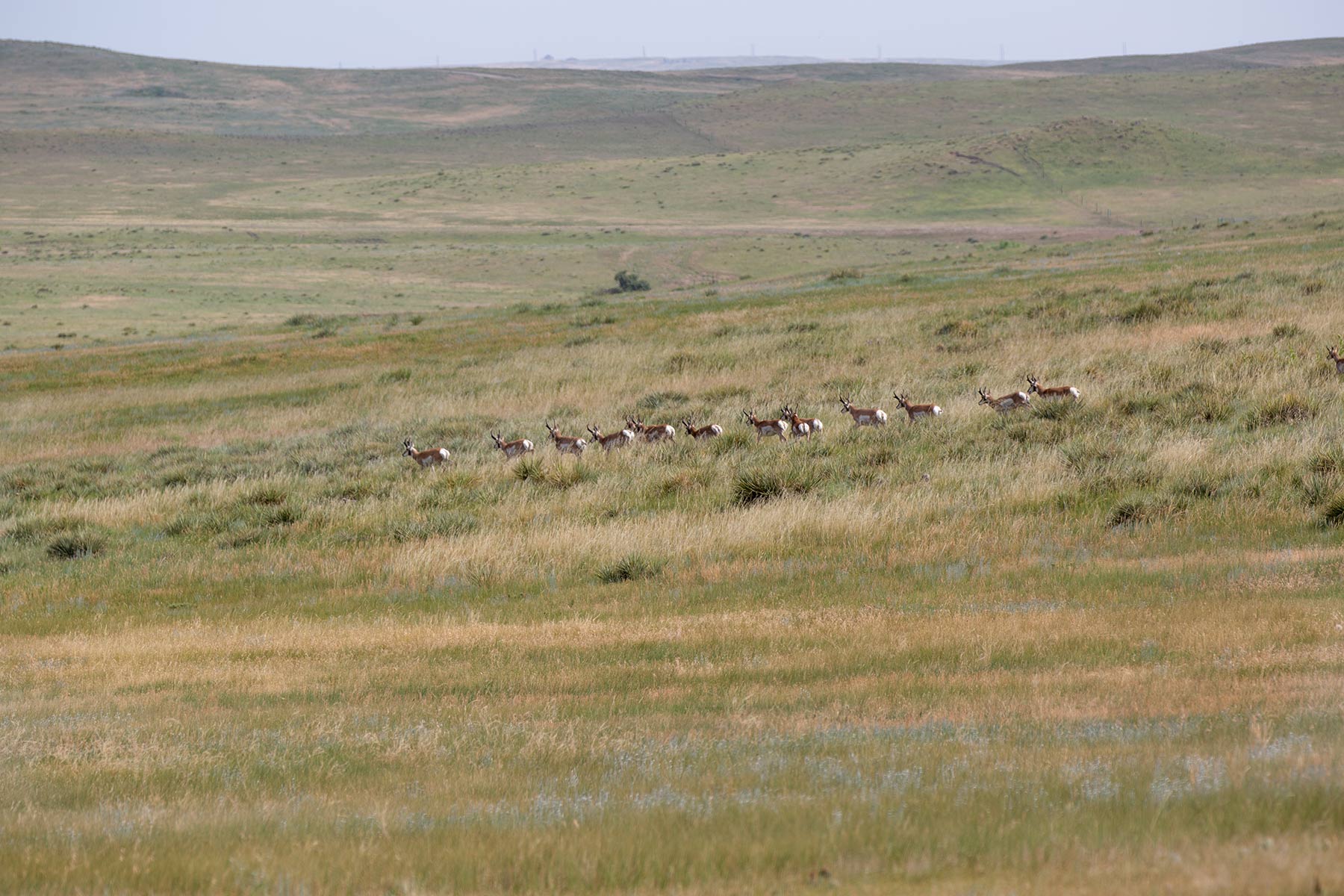 South Comanche Ranch - Hall and Hall