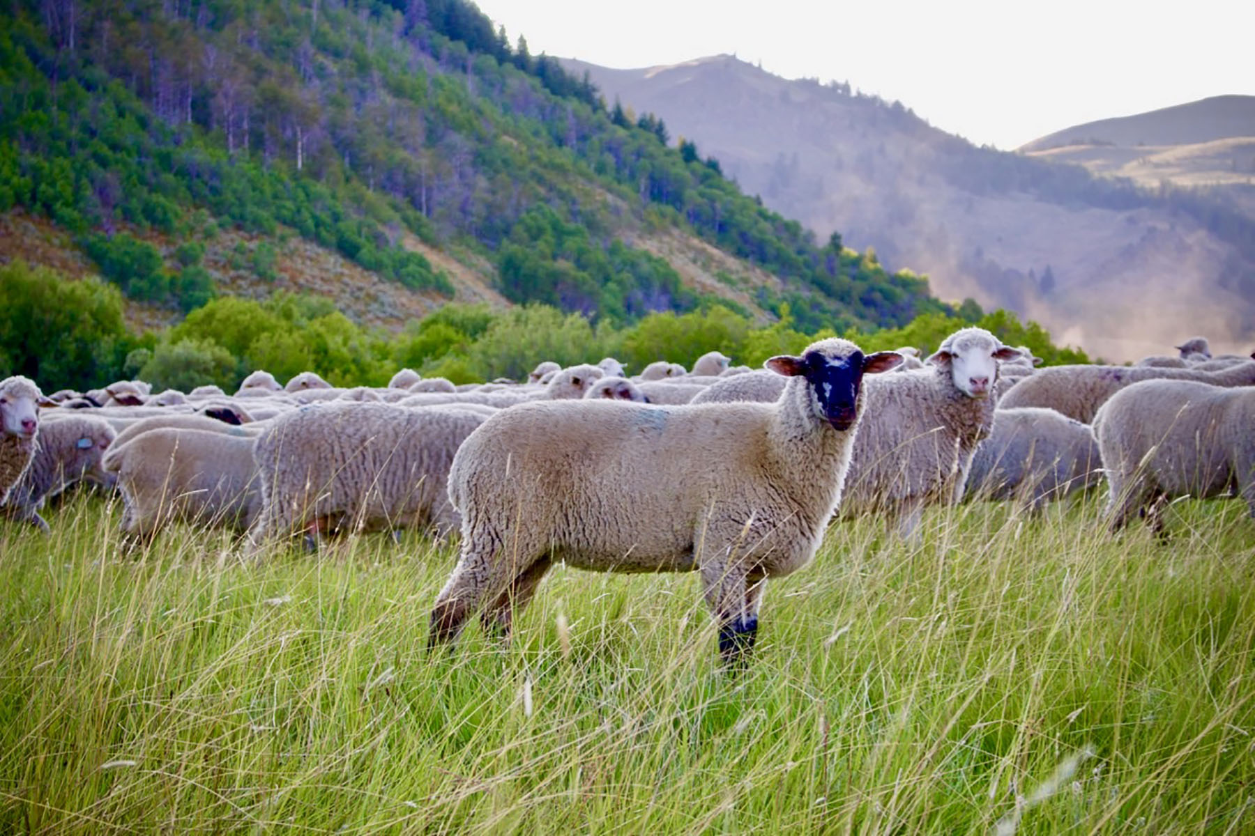 Lava Lake Ranch - Sold - Idaho - Hall and Hall