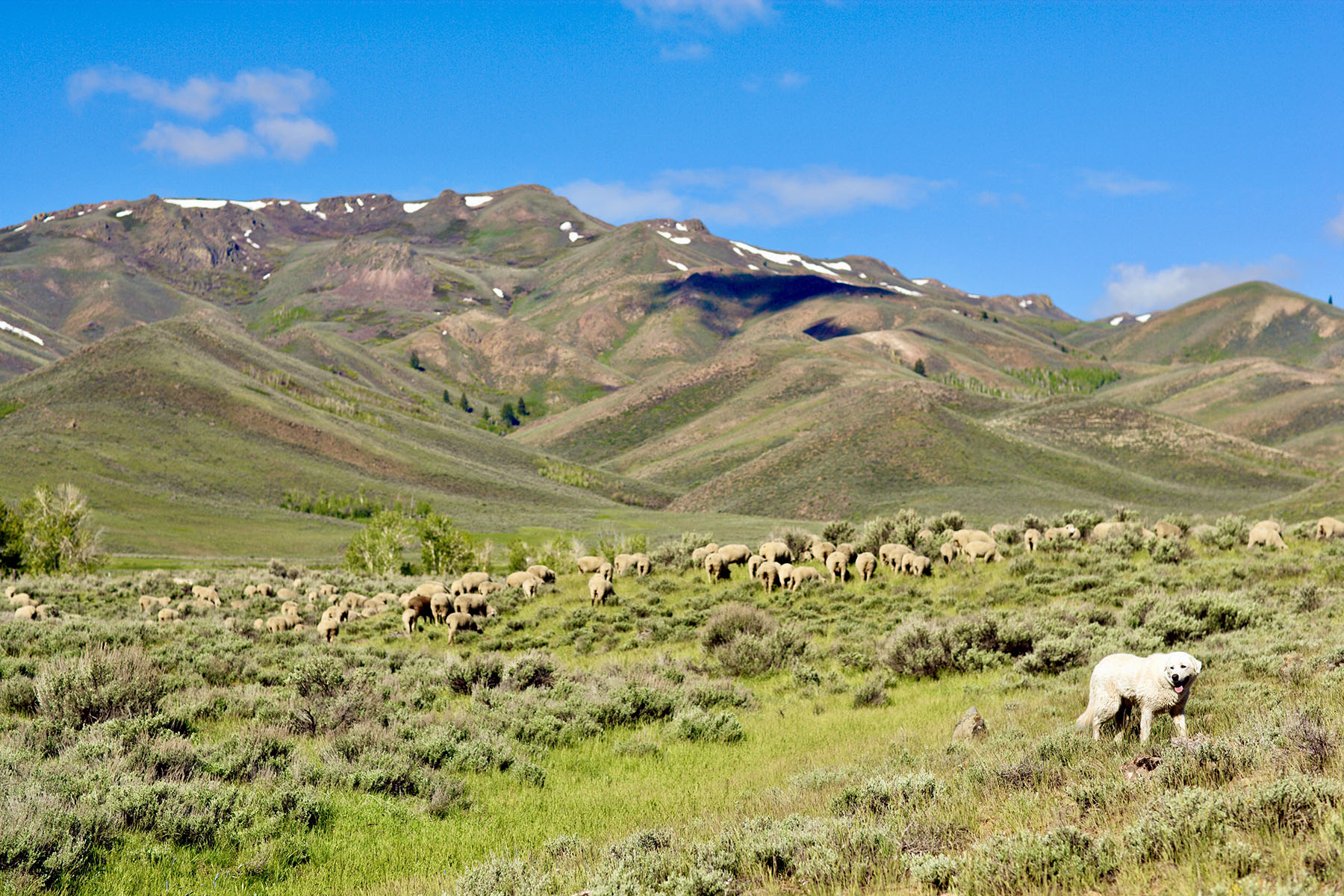 Lava Lake Ranch - Sold - Idaho - Hall and Hall