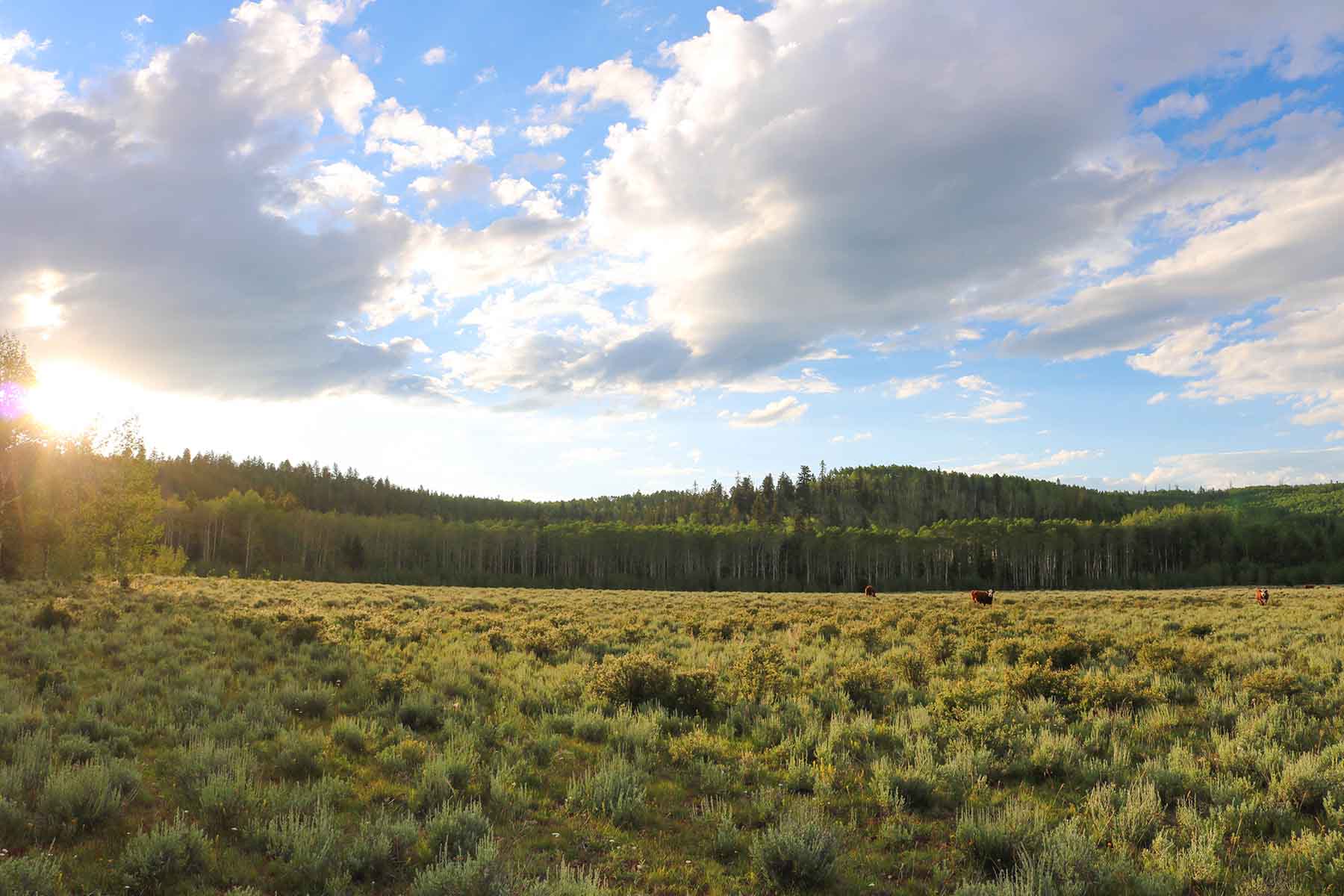 Powderhorn Ranch - Sold - Colorado - Hall and Hall