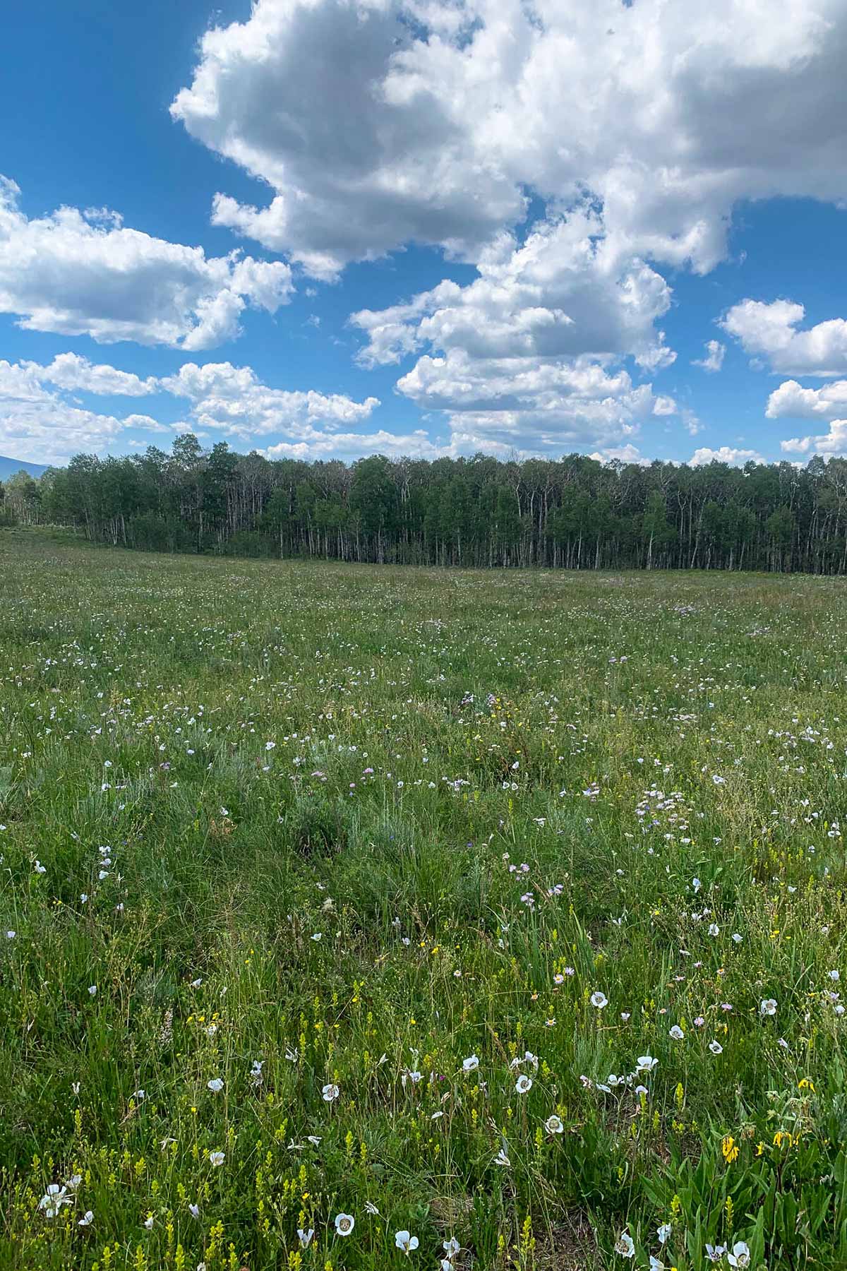 Powderhorn Ranch - Sold - Colorado - Hall and Hall