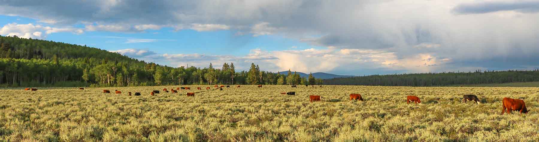 Powderhorn Ranch - Sold - Colorado - Hall and Hall
