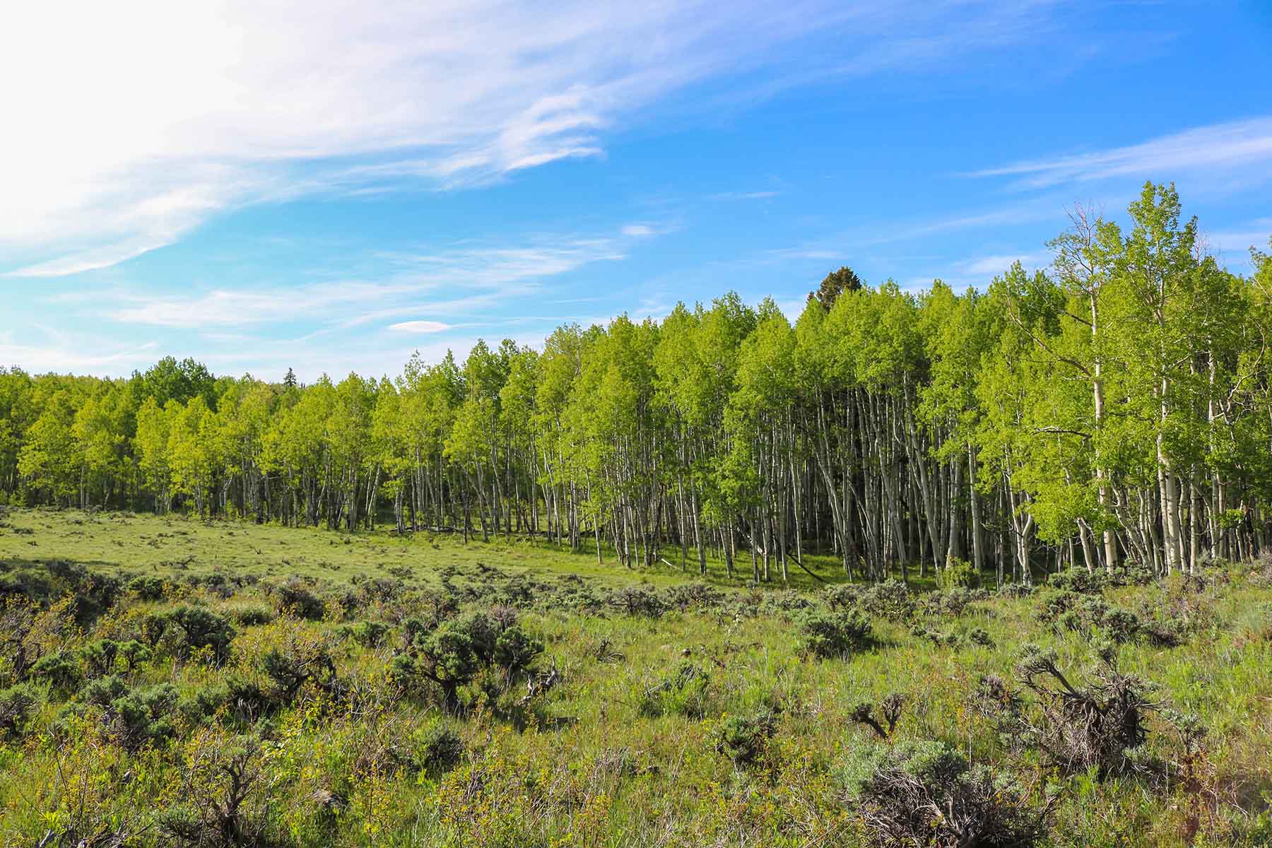 Powderhorn Ranch - Sold - Colorado - Hall and Hall