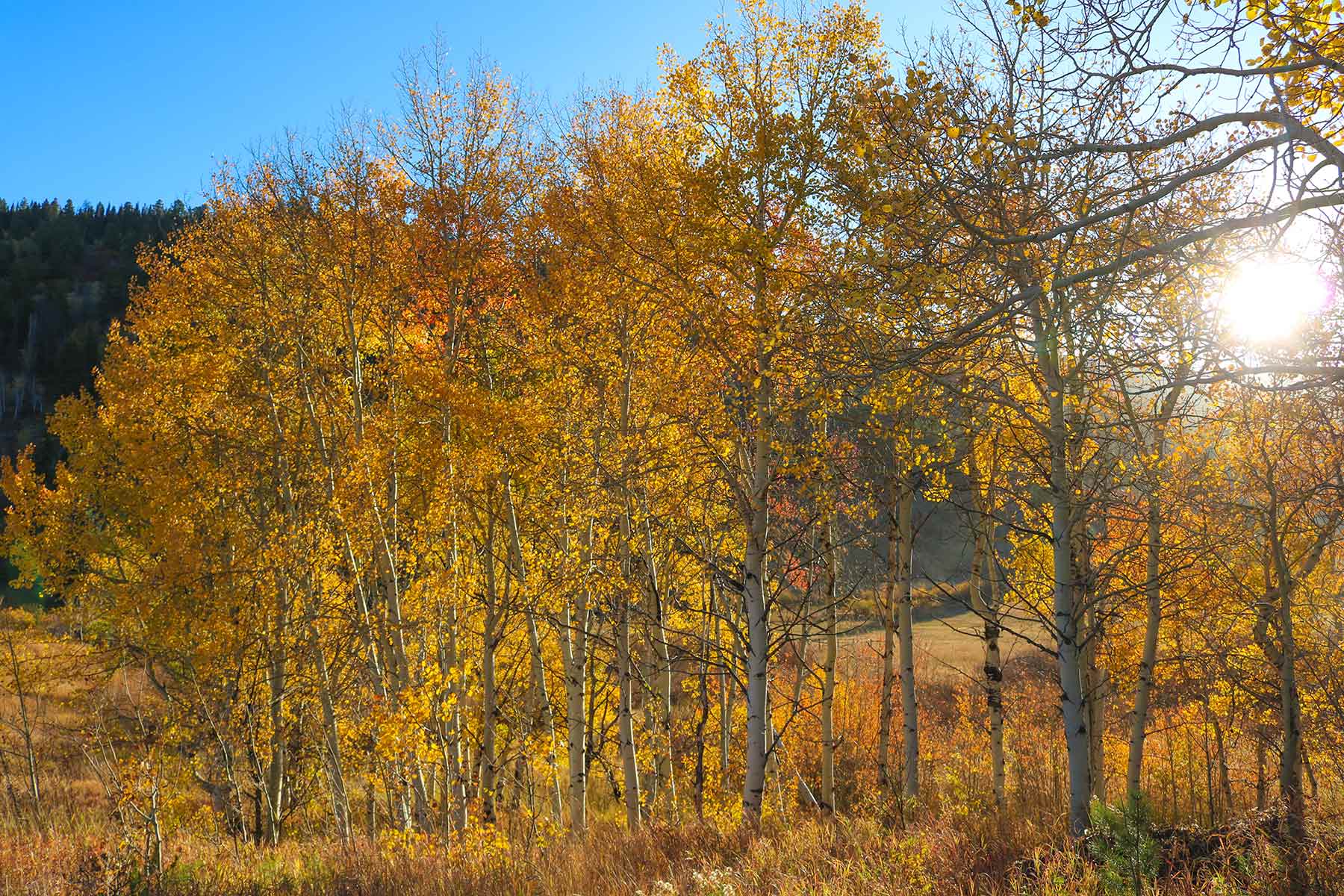 Powderhorn Ranch - Sold - Colorado - Hall and Hall