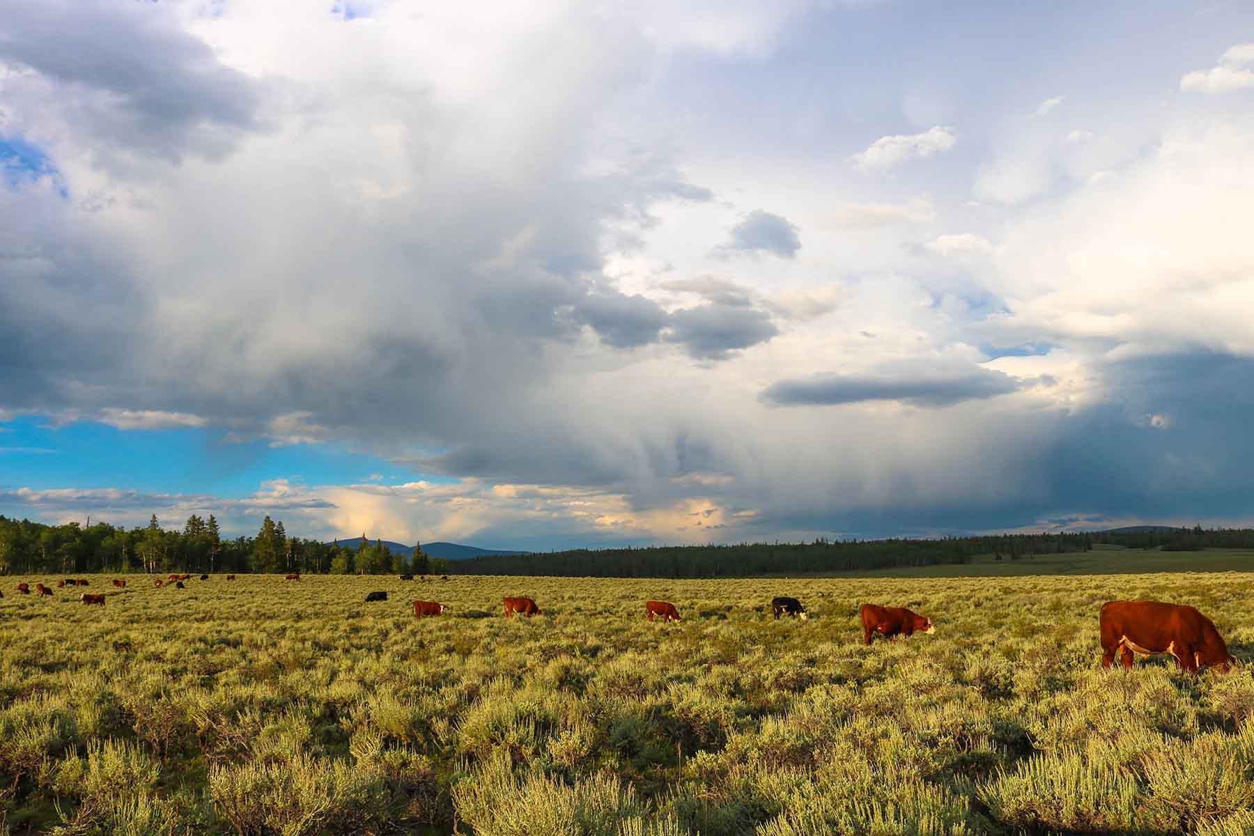 Powderhorn Ranch - Sold - Colorado - Hall and Hall