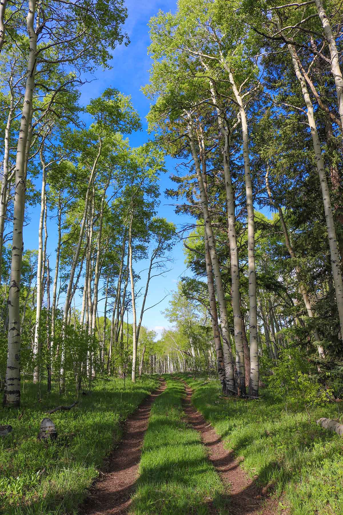Powderhorn Ranch - Sold - Colorado - Hall and Hall