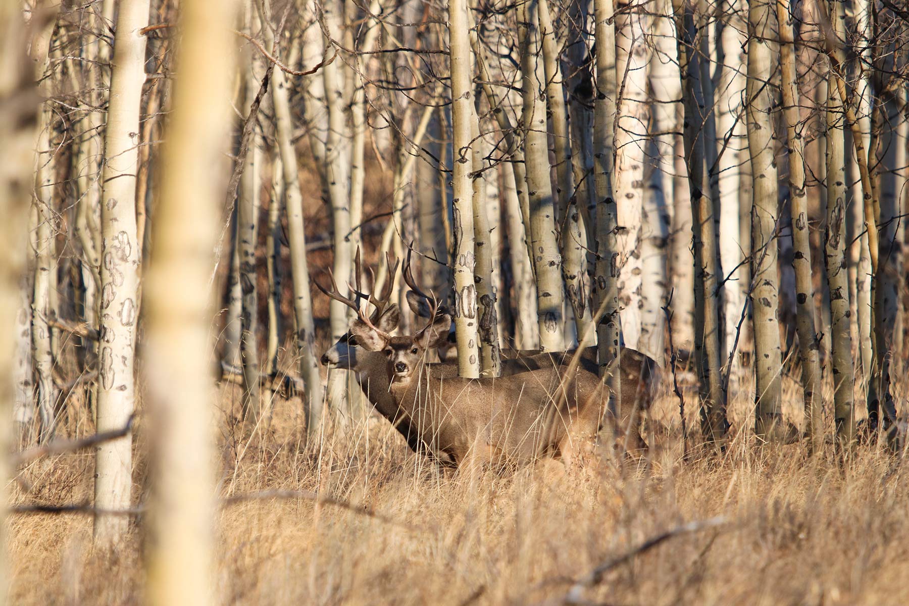 Powderhorn Ranch - Sold - Colorado - Hall and Hall