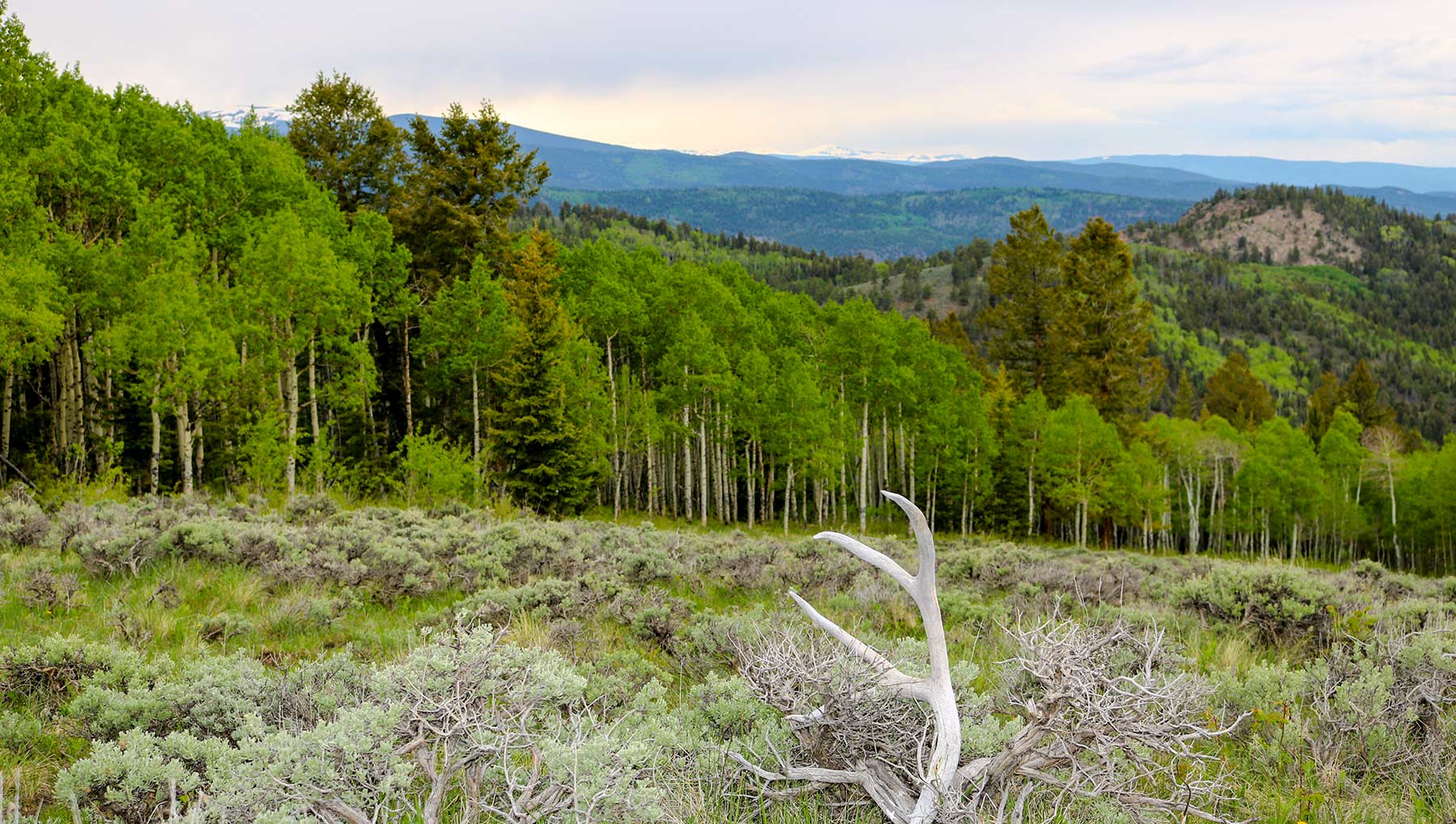 Powderhorn Ranch - Sold - Colorado - Hall and Hall