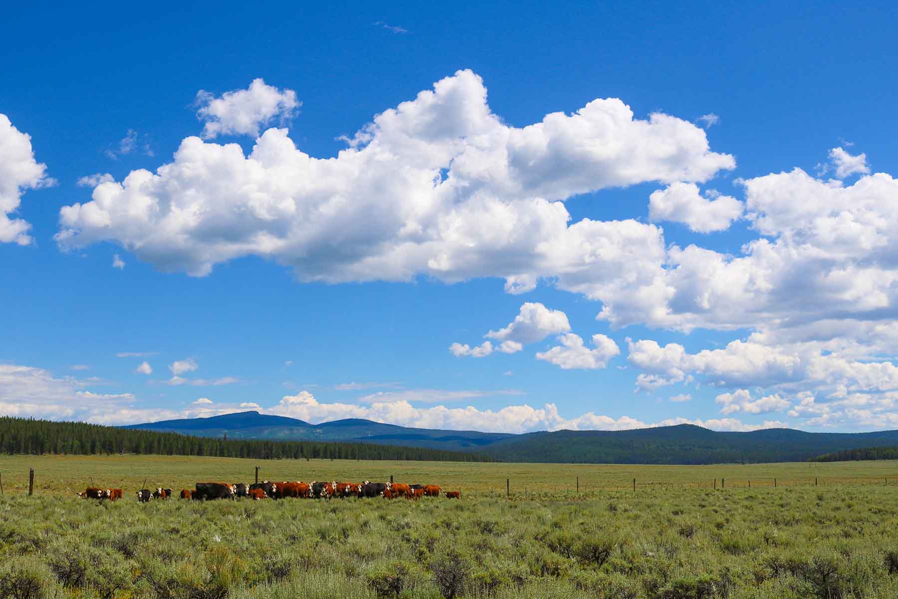 Powderhorn Ranch - Sold - Colorado - Hall and Hall
