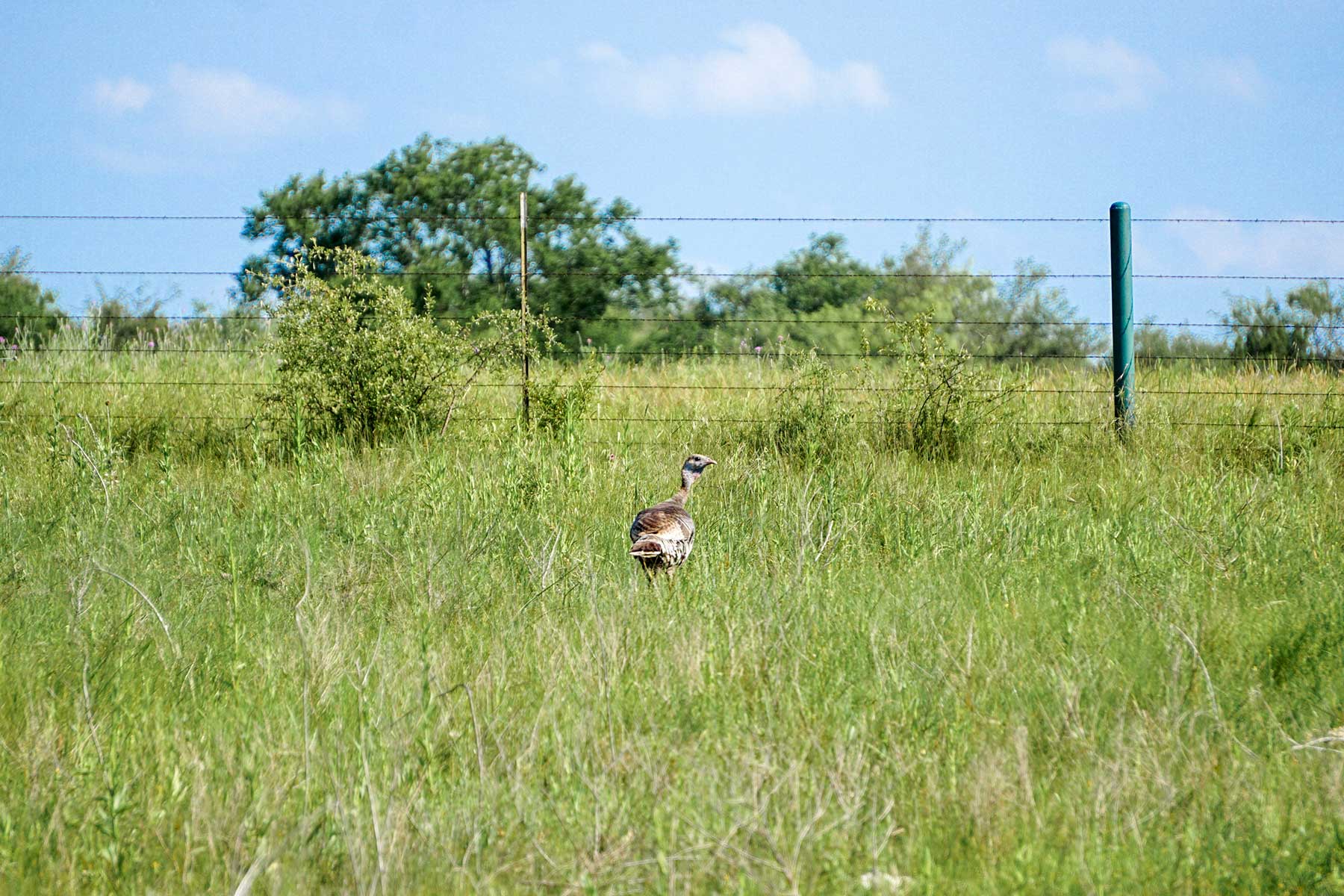 JS Ranch - Sold - Texas - Hall and Hall