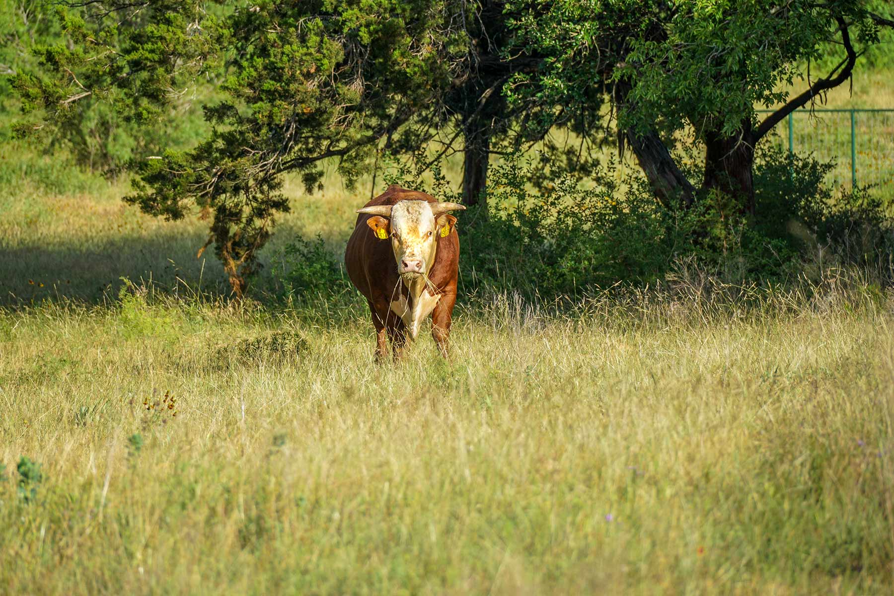 JS Ranch - Sold - Texas - Hall and Hall