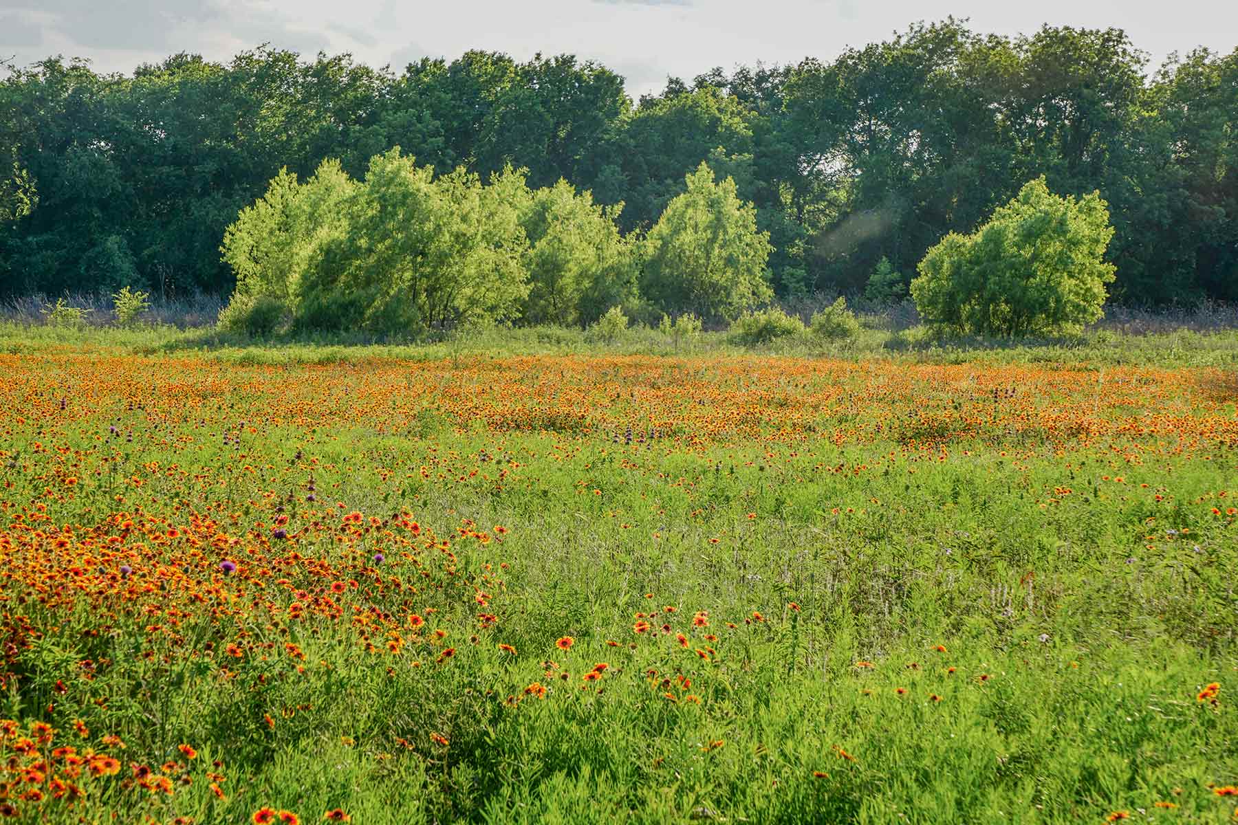 JS Ranch - Sold - Texas - Hall and Hall