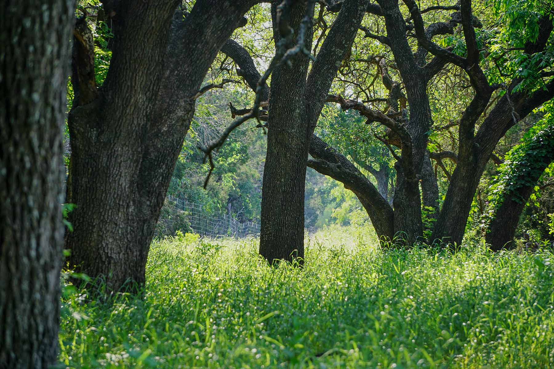 JS Ranch - Sold - Texas - Hall and Hall