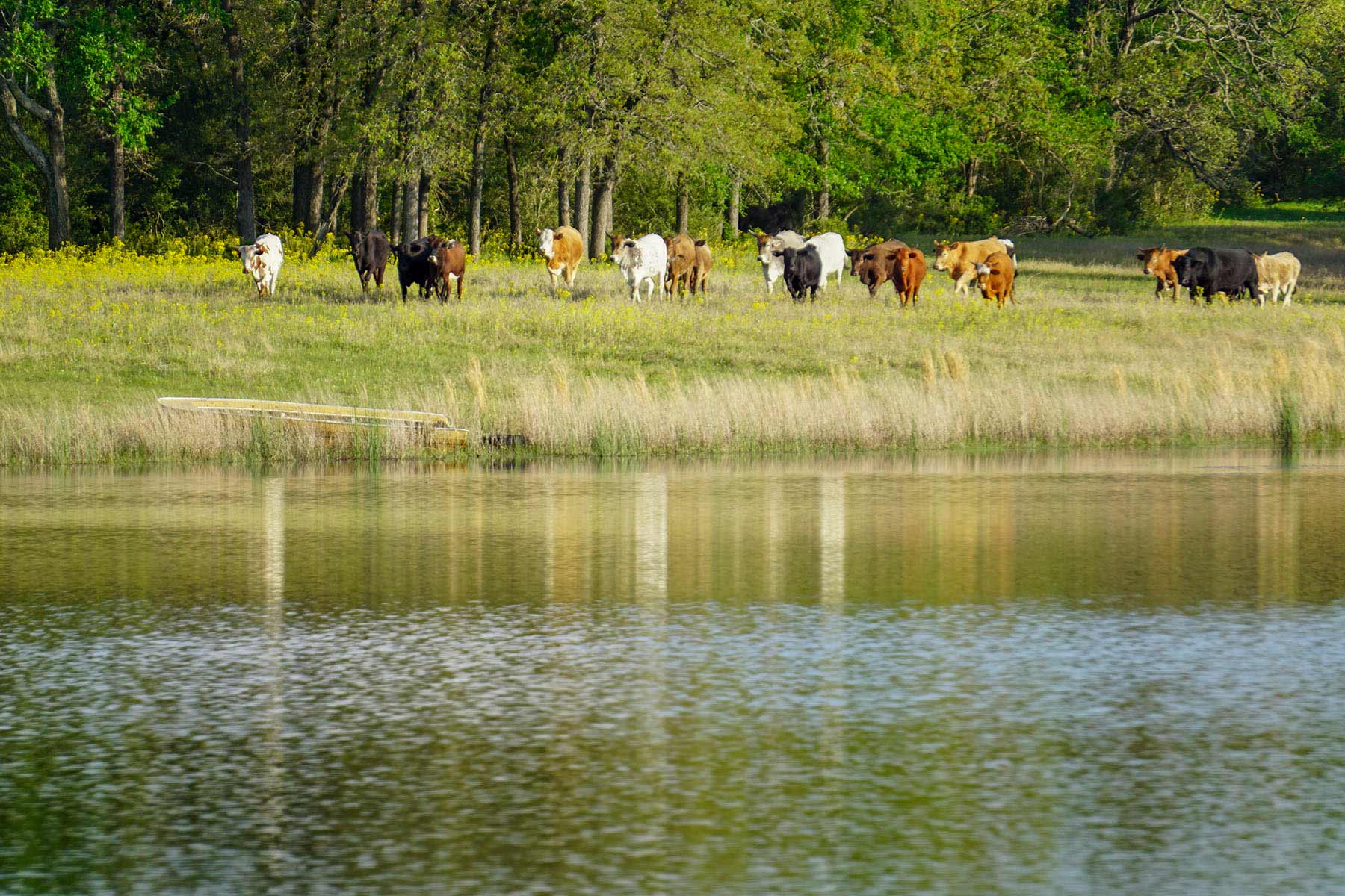 Rainbolt Ranch - Sold - Texas - Hall and Hall
