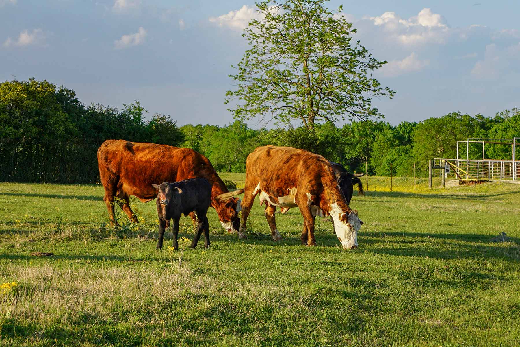 Rainbolt Ranch - Sold - Texas - Hall and Hall