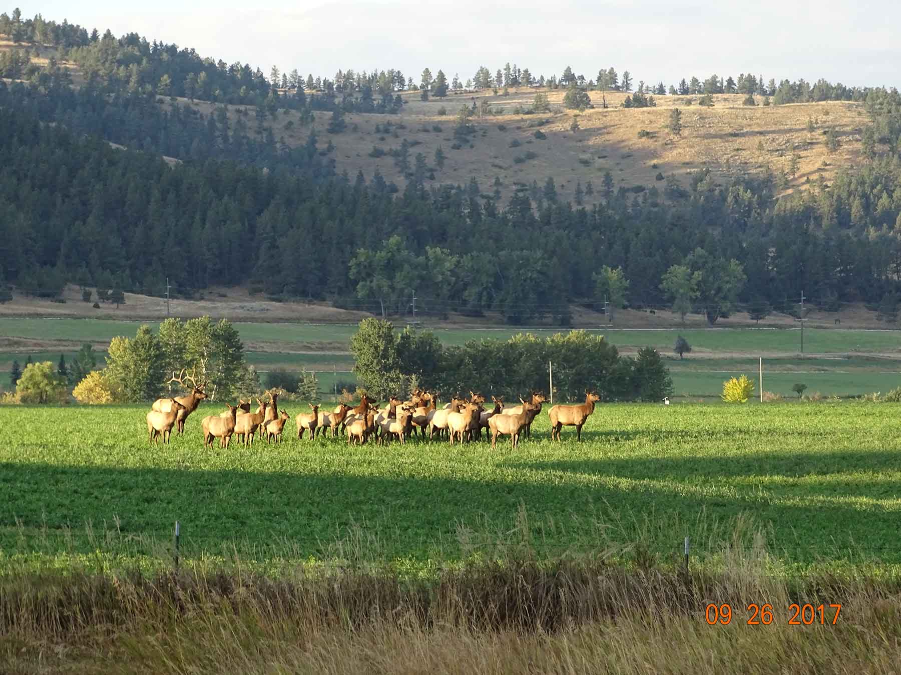 Beartooth Ranch - Sold - Montana - Hall and Hall