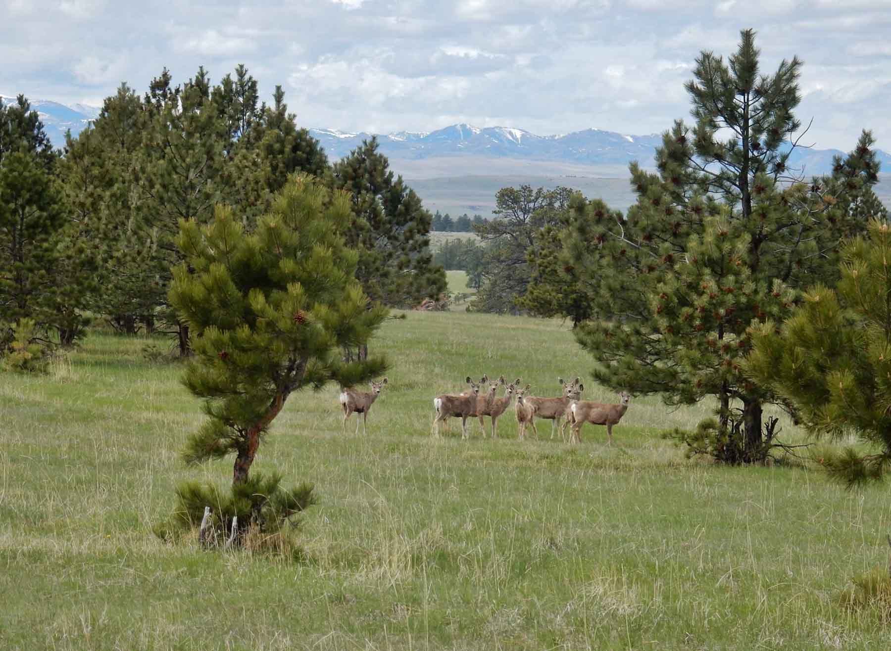 Beartooth Ranch - Sold - Montana - Hall and Hall