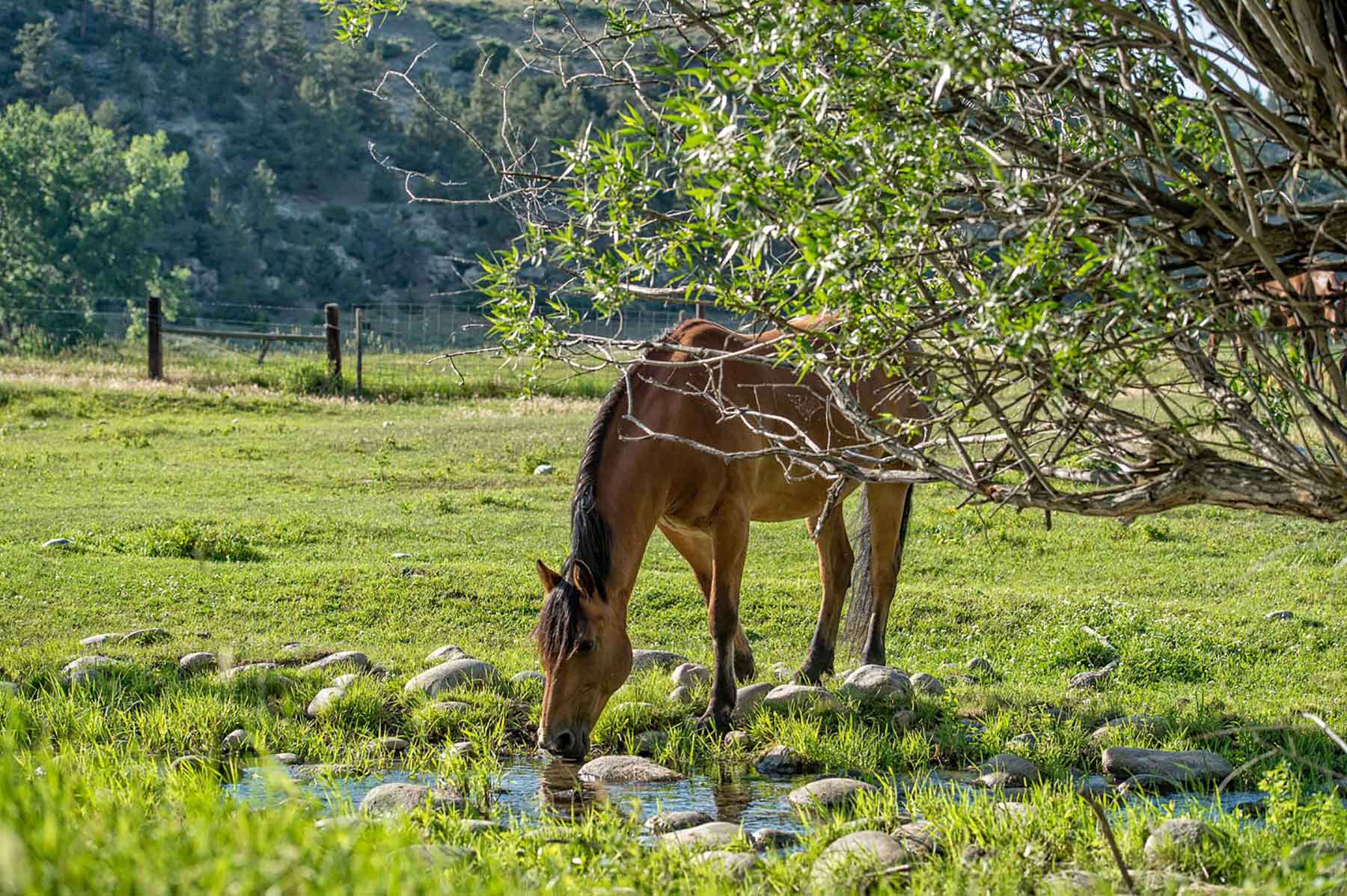 Beartooth Ranch - Sold - Montana - Hall and Hall