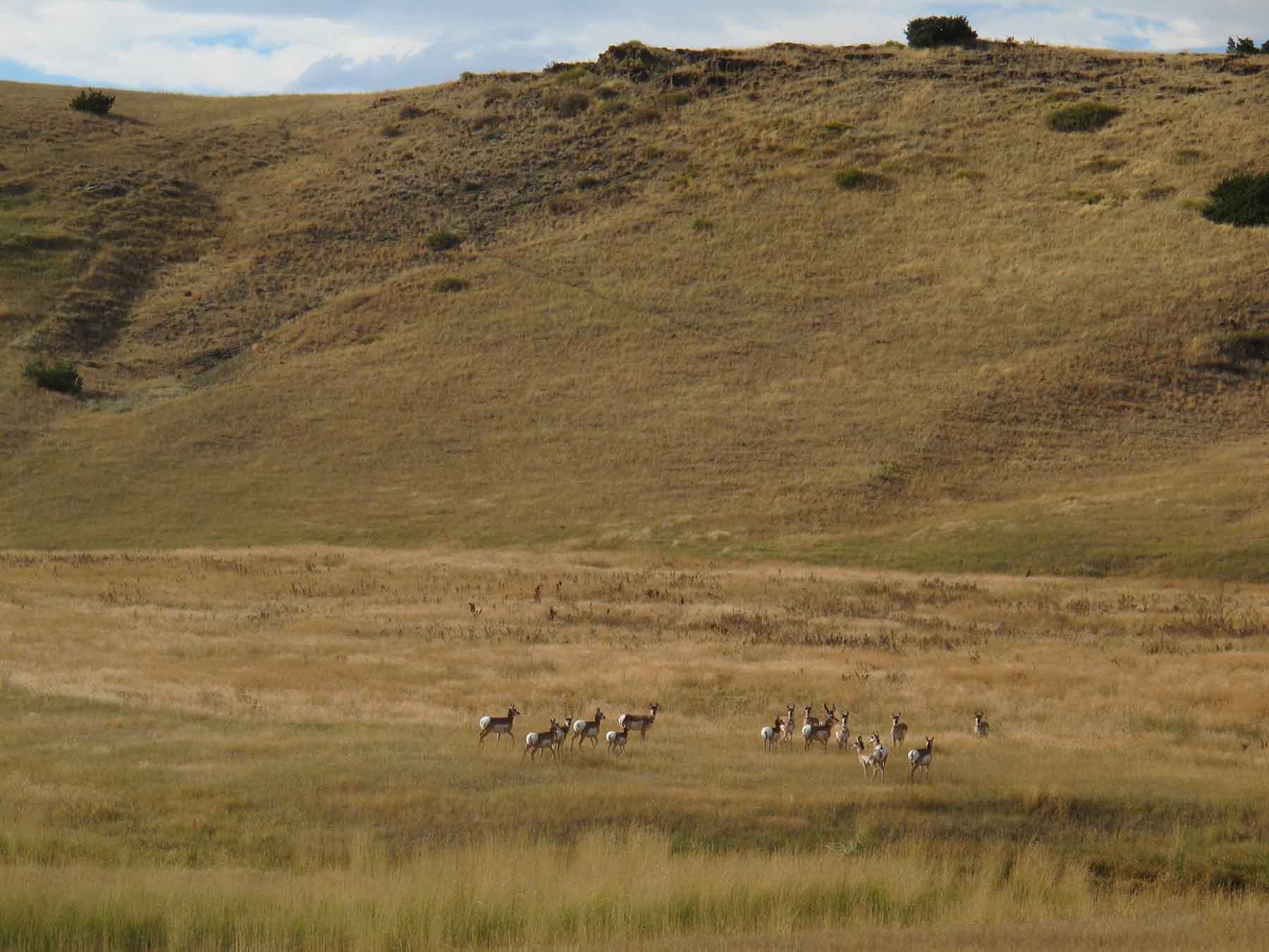 Beartooth Ranch - Sold - Montana - Hall and Hall