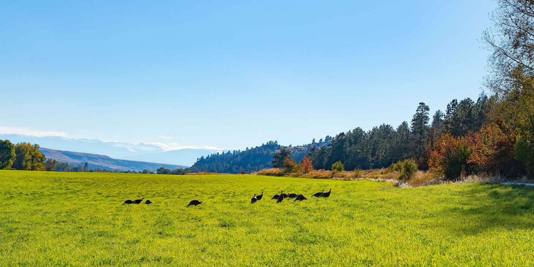 Beartooth Ranch - Sold - Montana - Hall and Hall