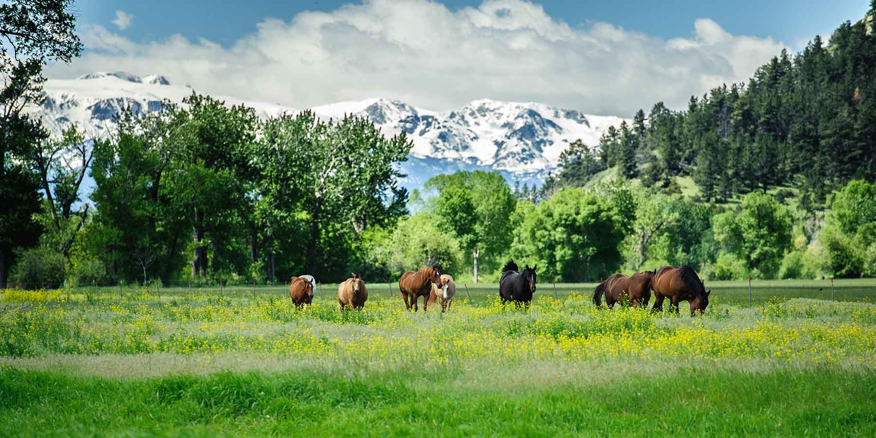 Beartooth Ranch - Sold - Montana - Hall and Hall