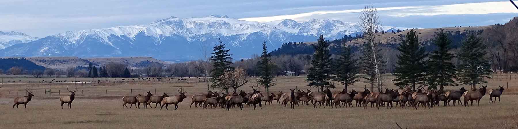 Beartooth Ranch - Sold - Montana - Hall and Hall